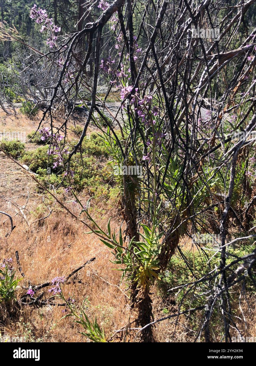 Poodle-dog bush (Turricula parryi Stock Photo - Alamy