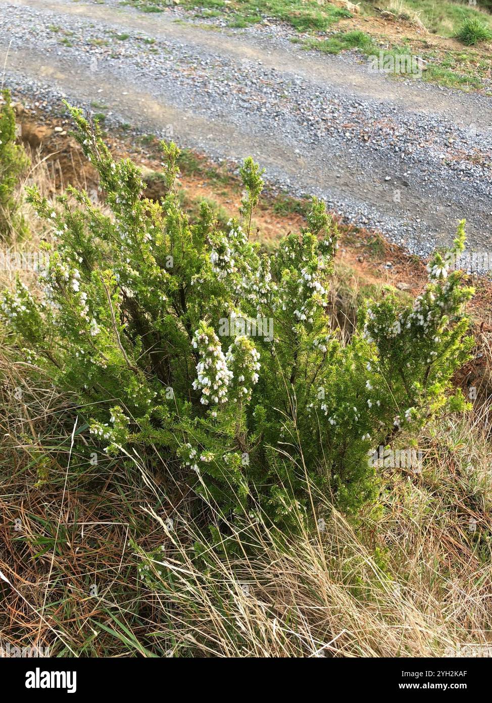 Portuguese Heath (Erica lusitanica Stock Photo - Alamy