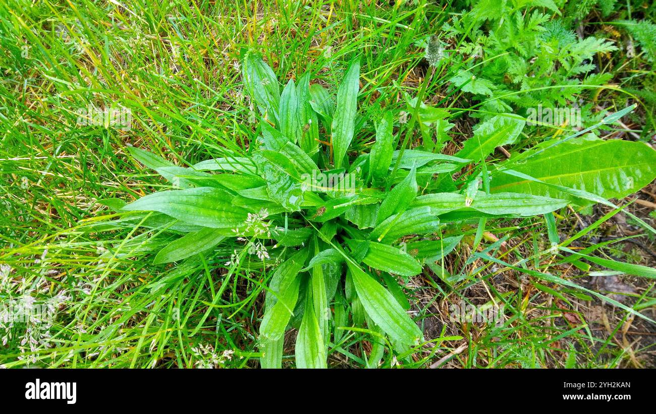 ribwort plantain (Plantago lanceolata Stock Photo - Alamy
