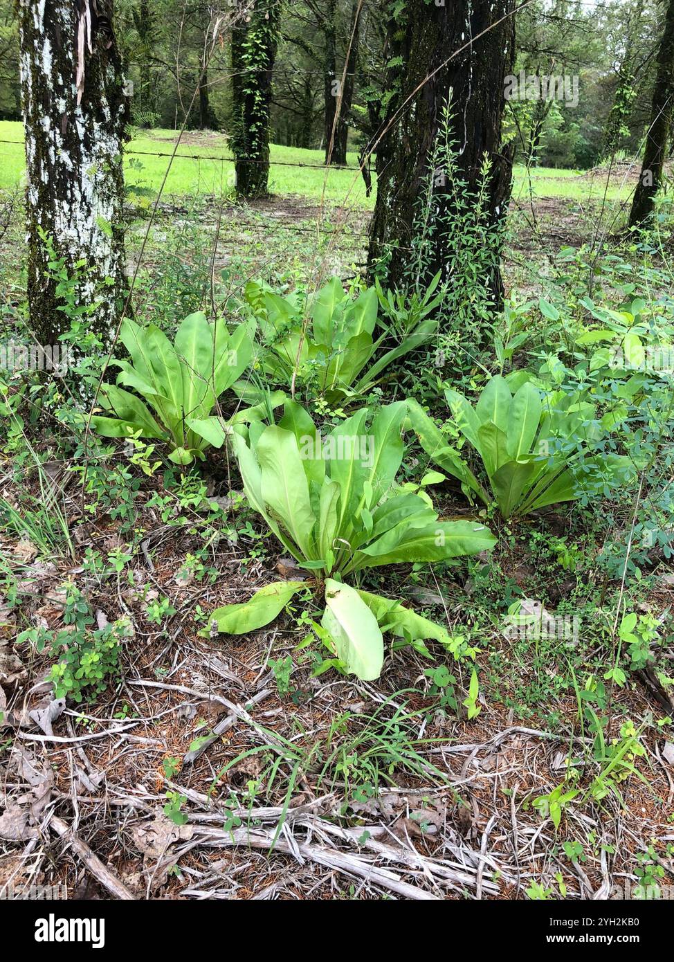 American columbo (Frasera caroliniensis Stock Photo - Alamy