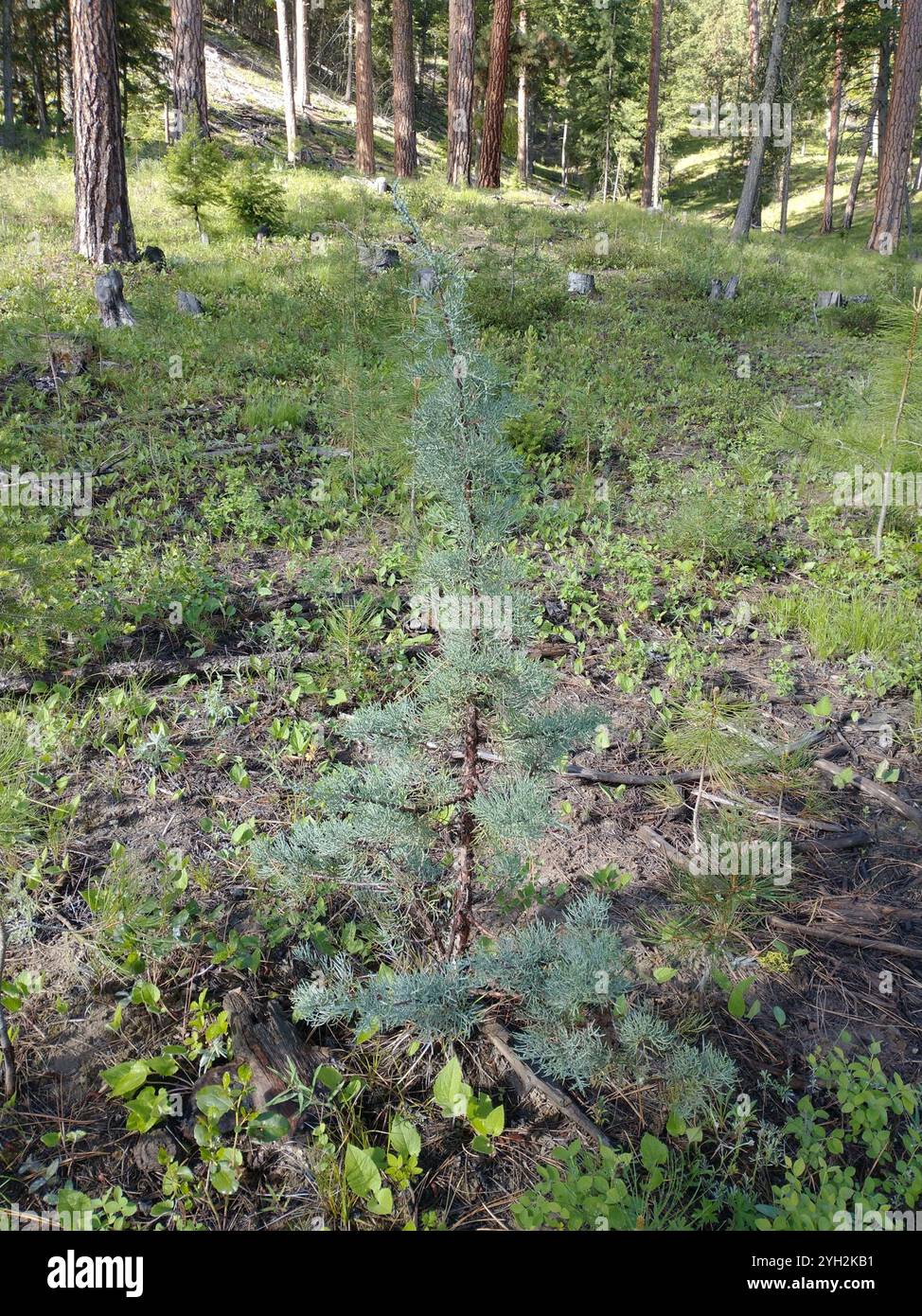 western juniper (Juniperus occidentalis Stock Photo - Alamy