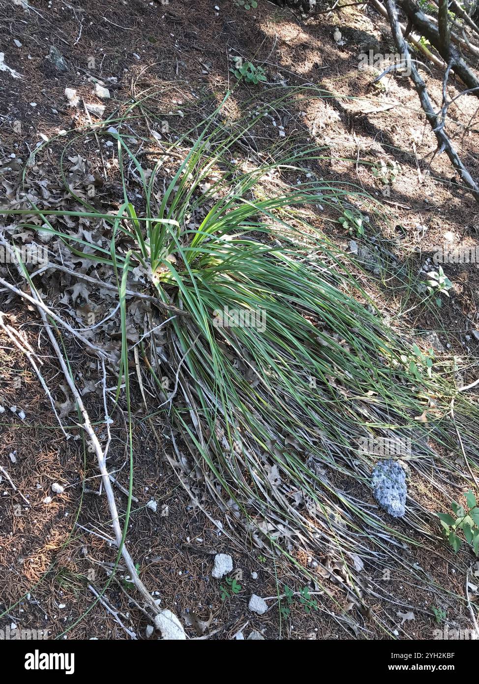 Devils shoestring hi-res stock photography and images - Alamy