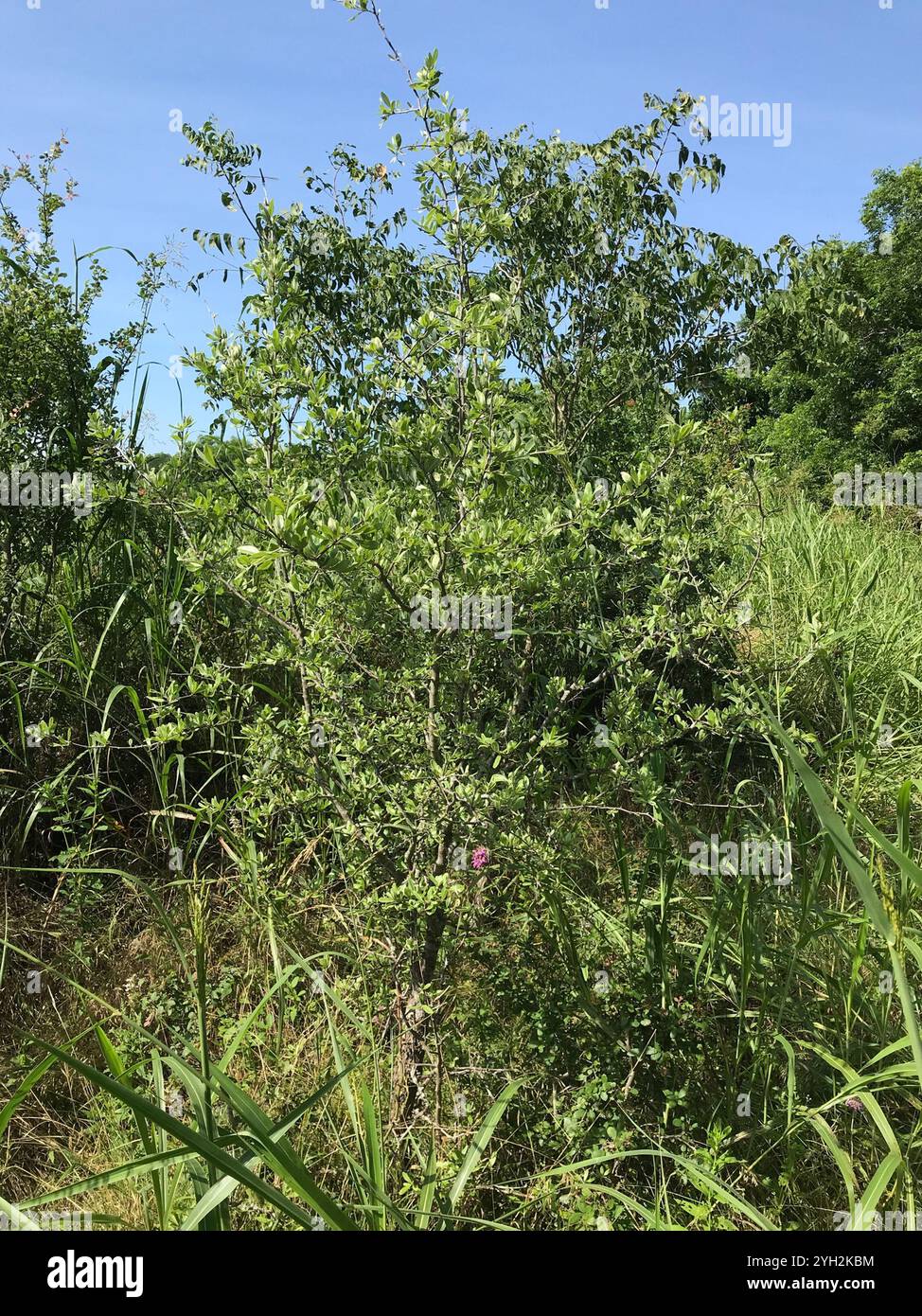 Gum bumelia (Sideroxylon lanuginosum Stock Photo - Alamy