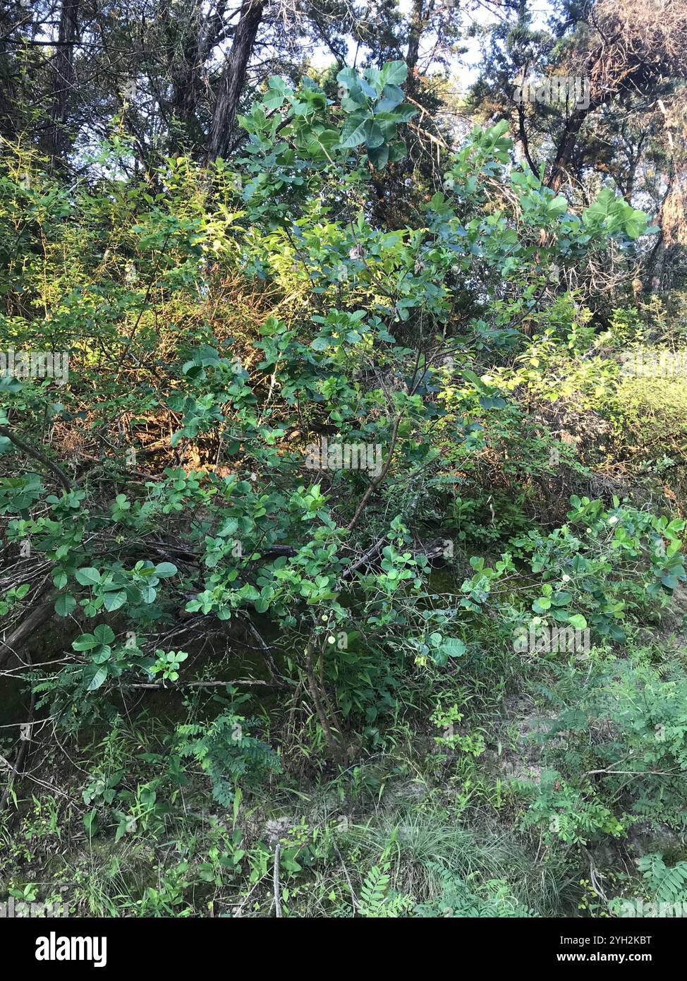 common hoptree (Ptelea trifoliata Stock Photo - Alamy