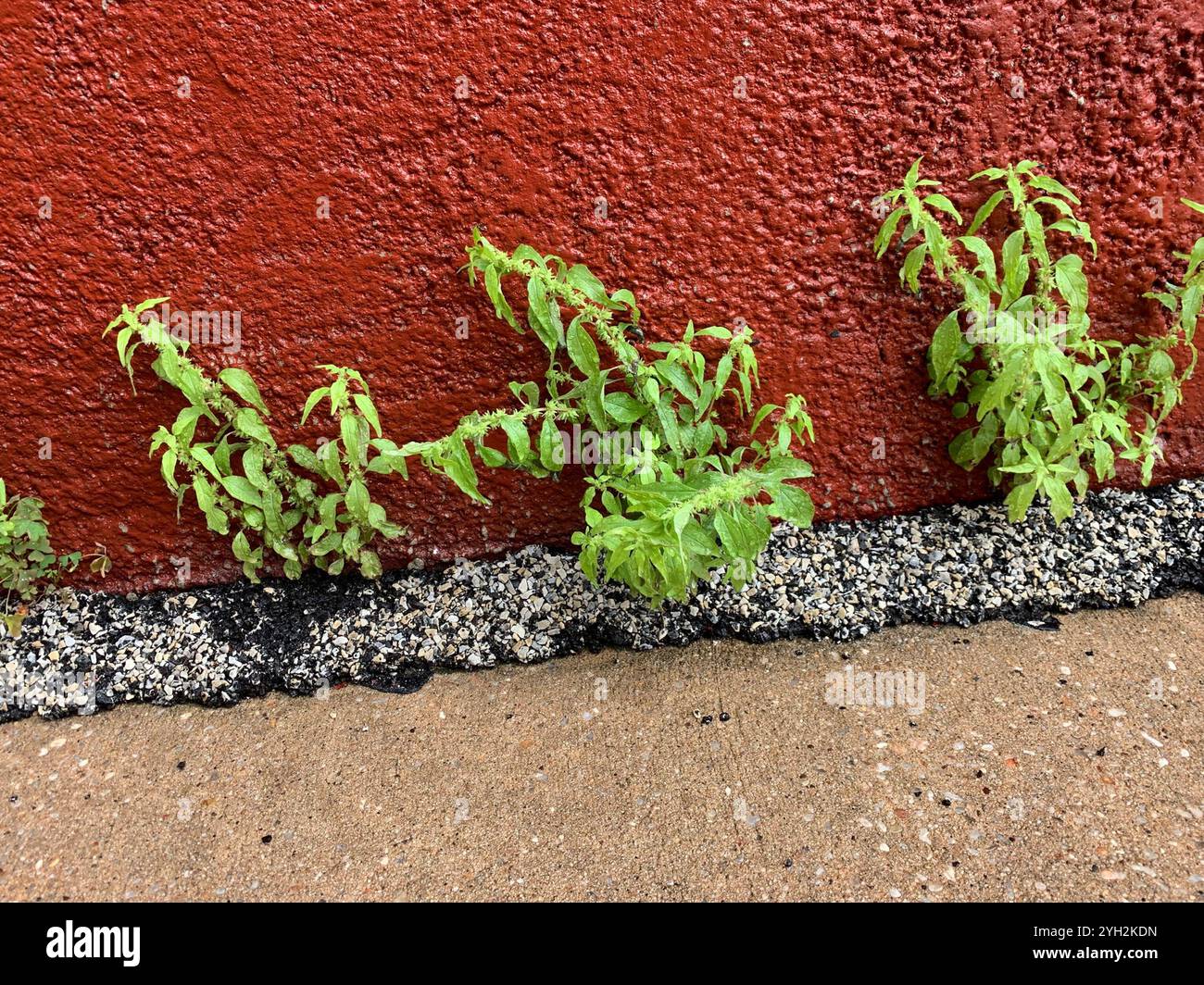 Pennsylvania pellitory (Parietaria pensylvanica Stock Photo - Alamy