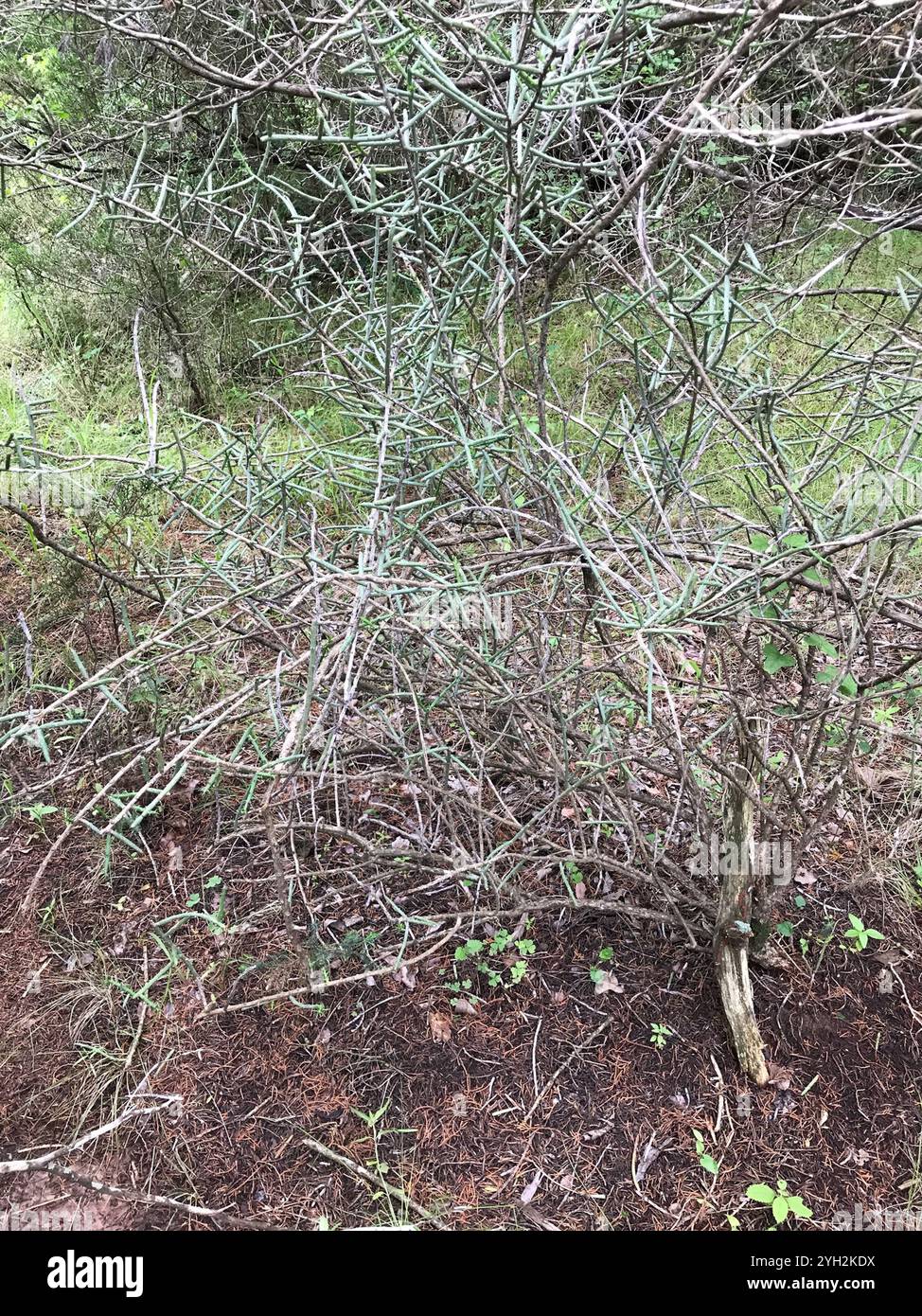 Christmas cholla (Cylindropuntia leptocaulis Stock Photo - Alamy