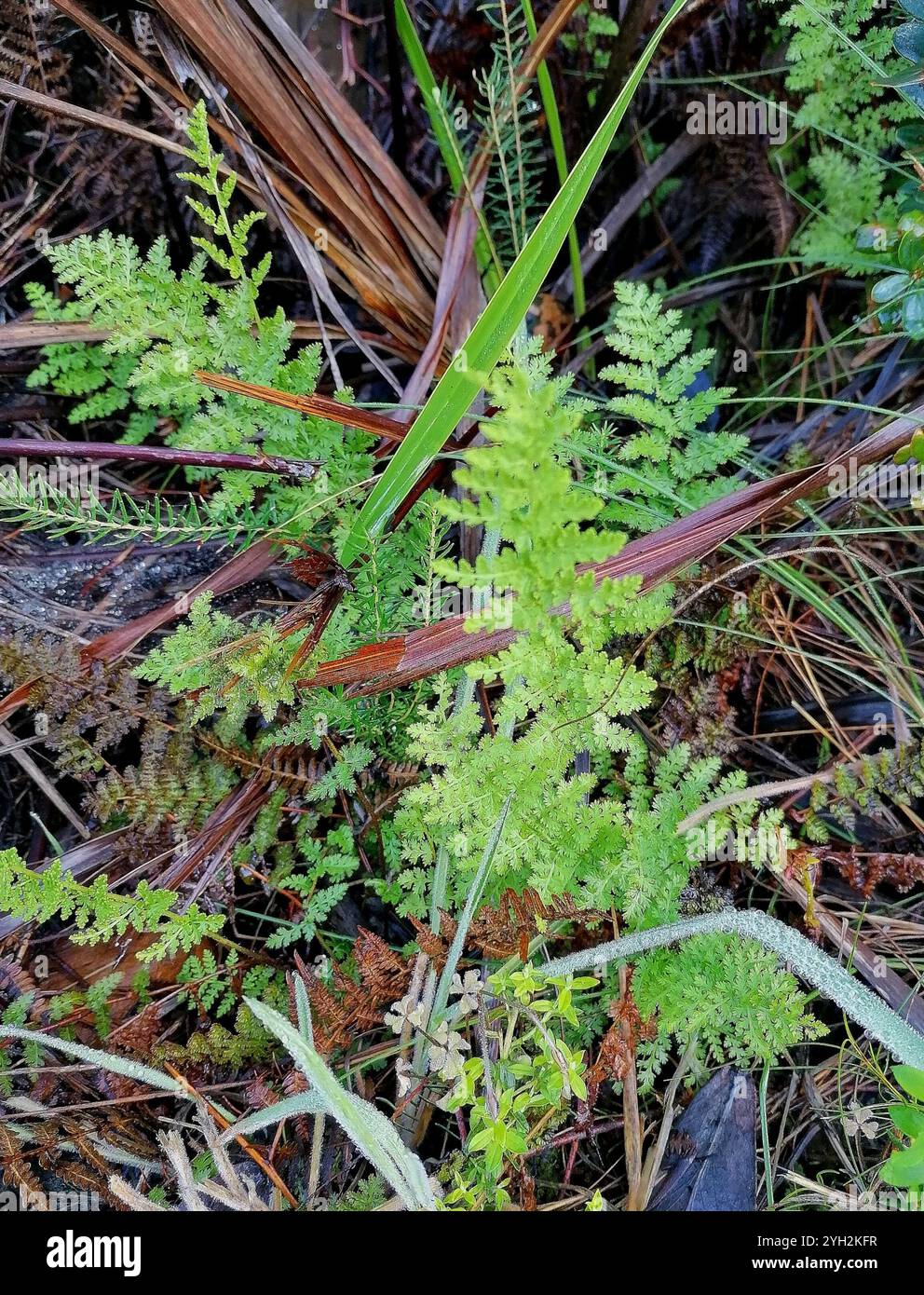 Scented Fern (Anemia caffrorum Stock Photo - Alamy