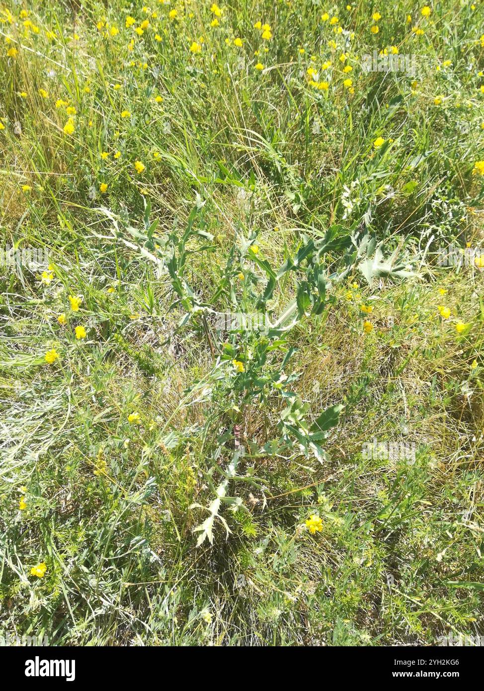 Field Eryngo (Eryngium campestre Stock Photo - Alamy