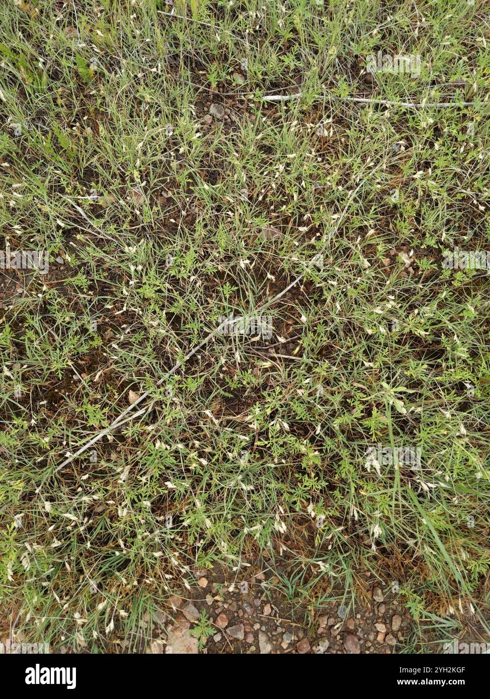 buffalograss (Bouteloua dactyloides Stock Photo - Alamy