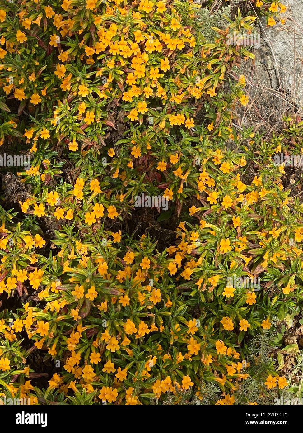 orange bush monkeyflower (Diplacus aurantiacus Stock Photo - Alamy