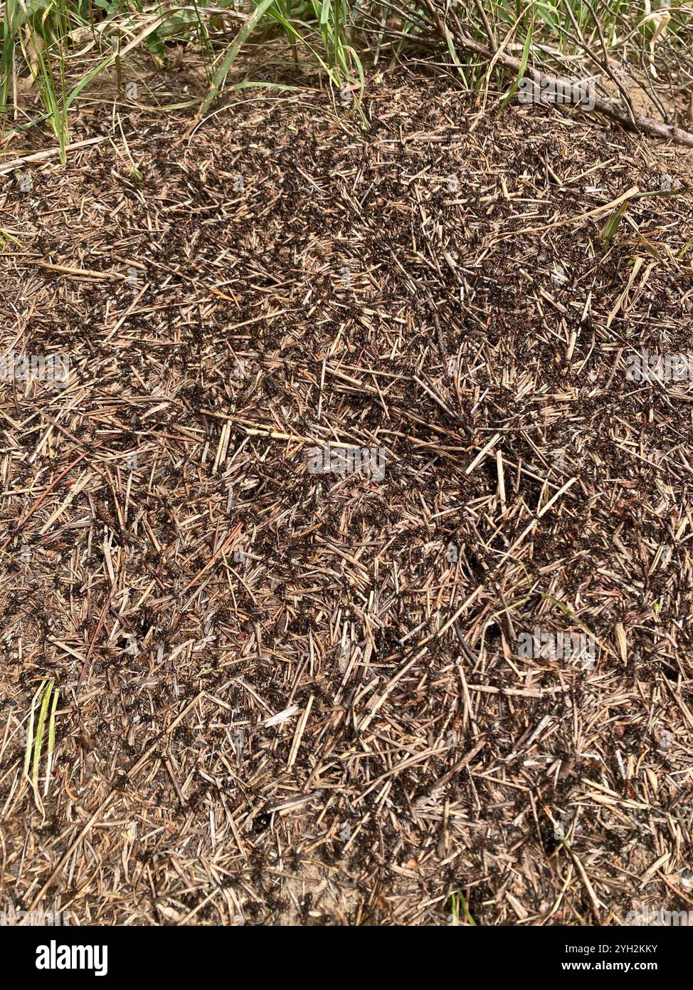 Western Thatching Ant (Formica obscuripes Stock Photo - Alamy