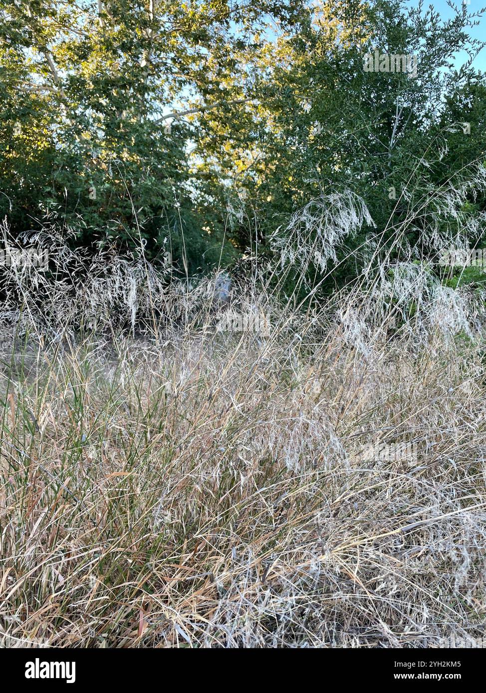 Smilo Grass (Oloptum miliaceum Stock Photo - Alamy