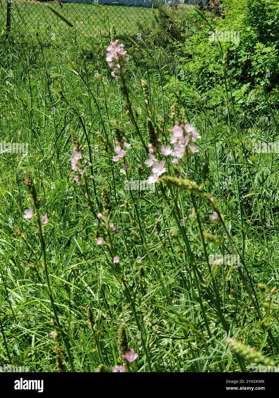 Meadow checker mallow hi-res stock photography and images - Alamy