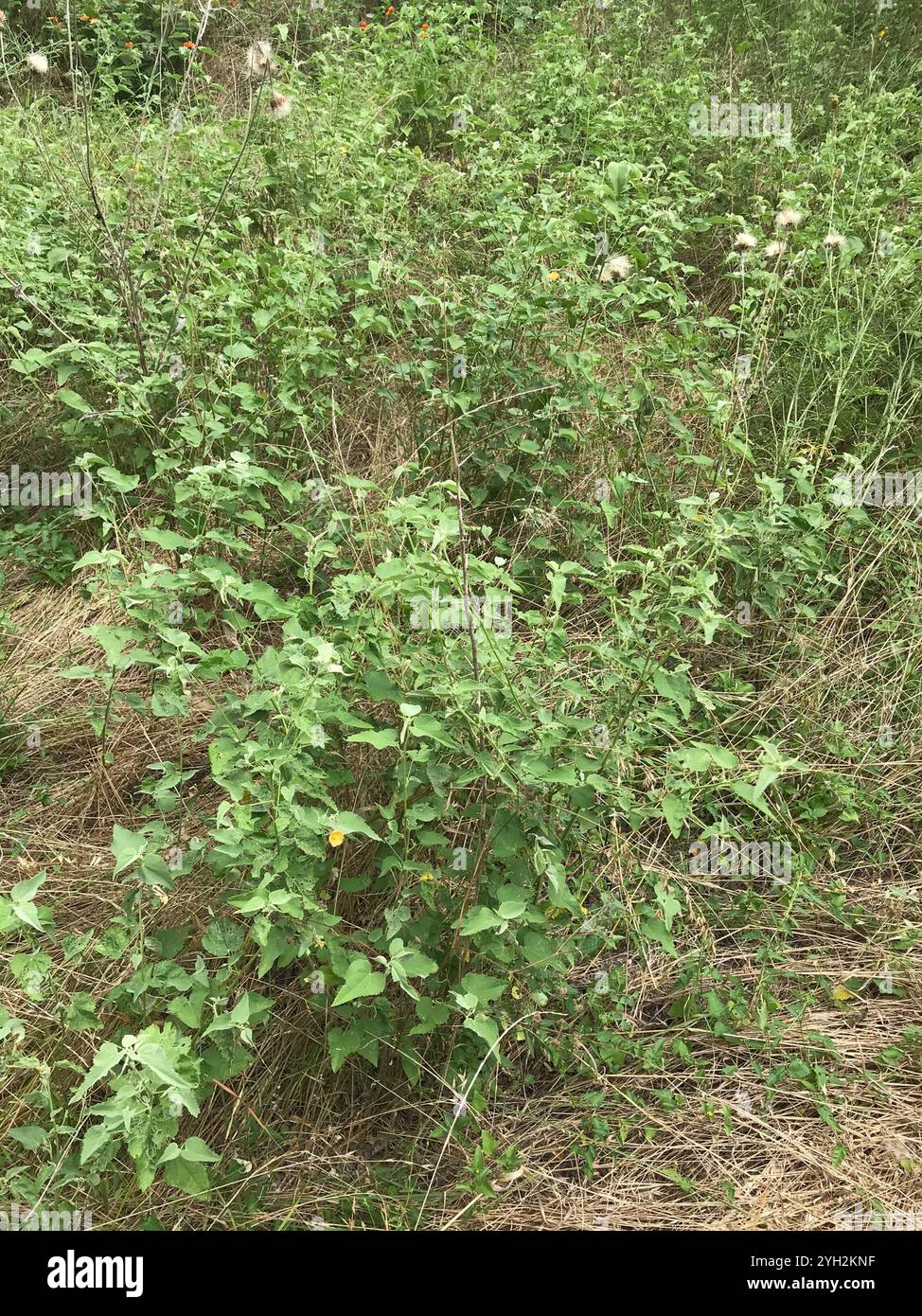 sweet Indian Mallow (Abutilon fruticosum Stock Photo - Alamy