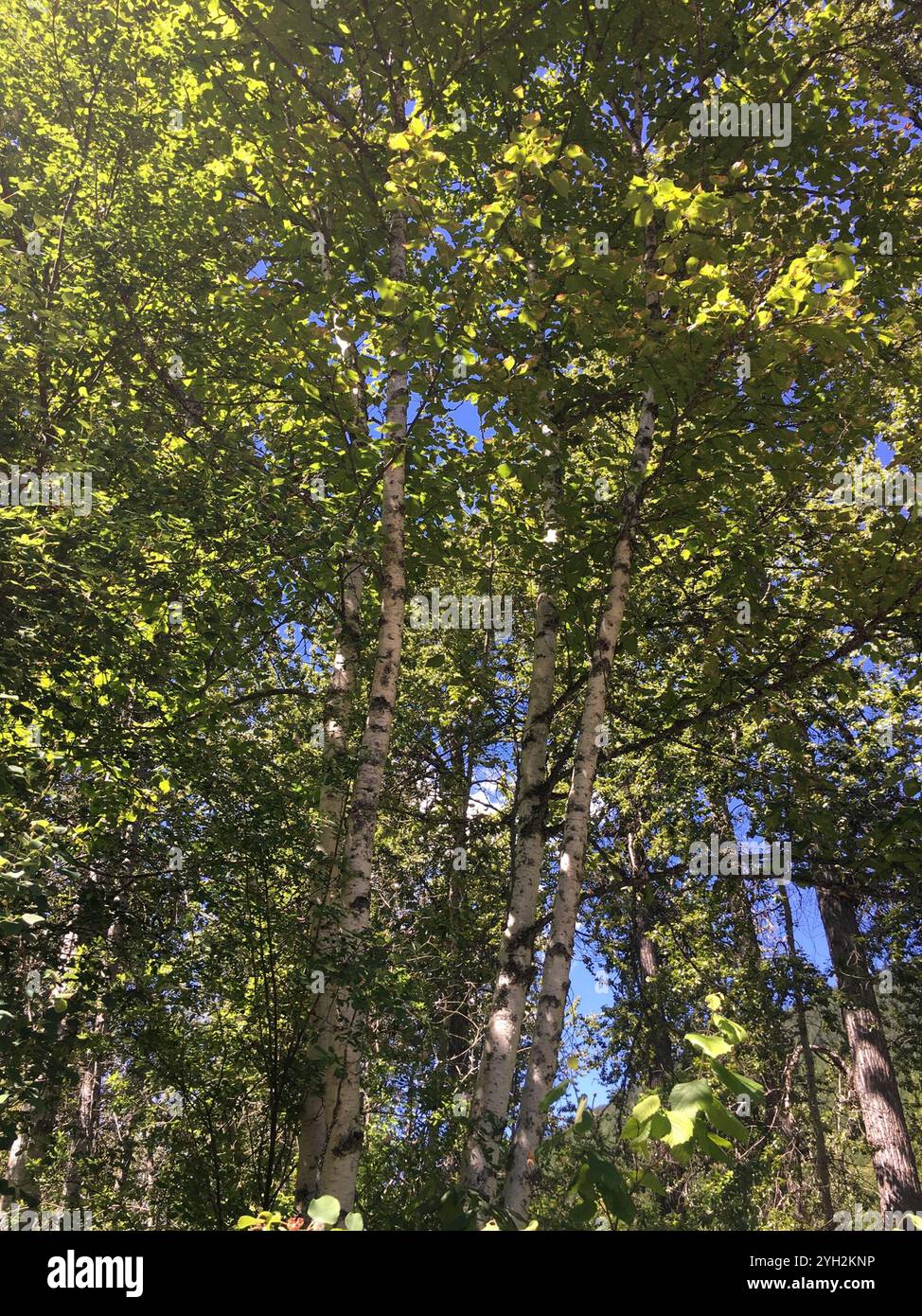 paper birch (Betula papyrifera Stock Photo - Alamy