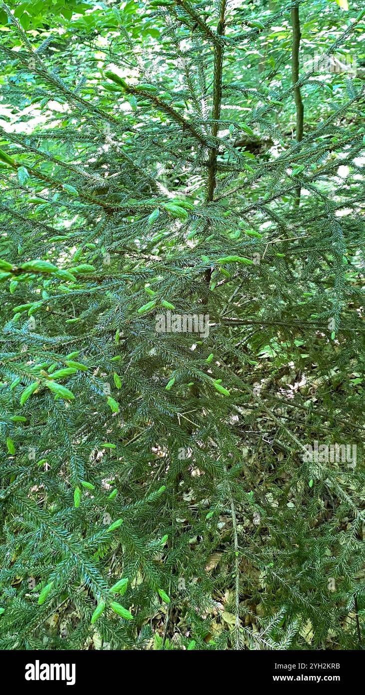 red spruce (Picea rubens Stock Photo - Alamy