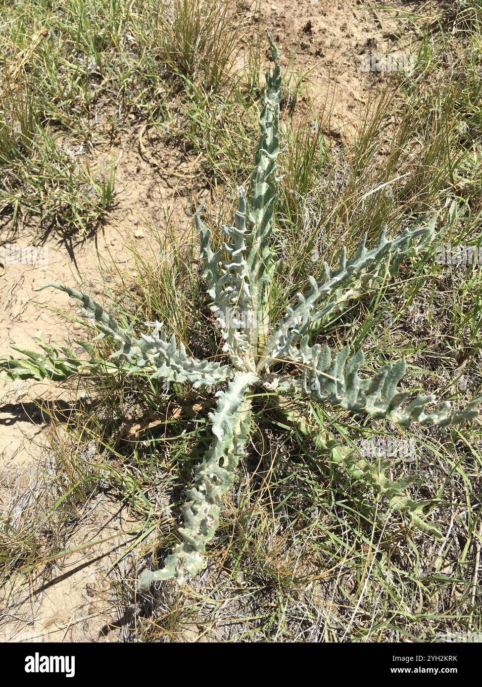 prairie thistle (Cirsium canescens Stock Photo - Alamy