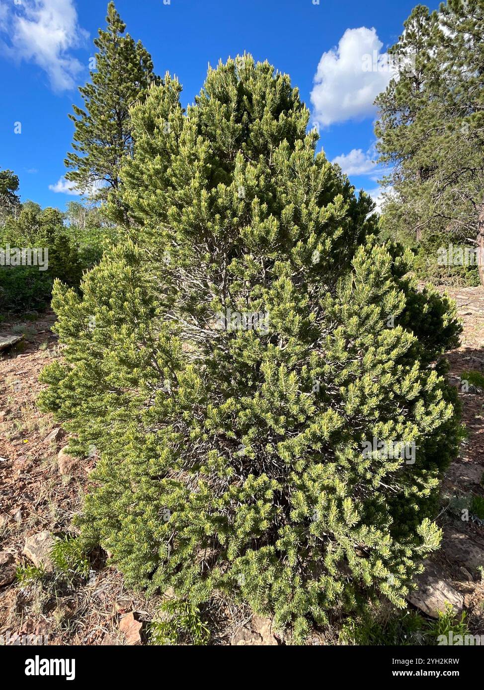 Colorado Pinyon (Pinus edulis Stock Photo - Alamy