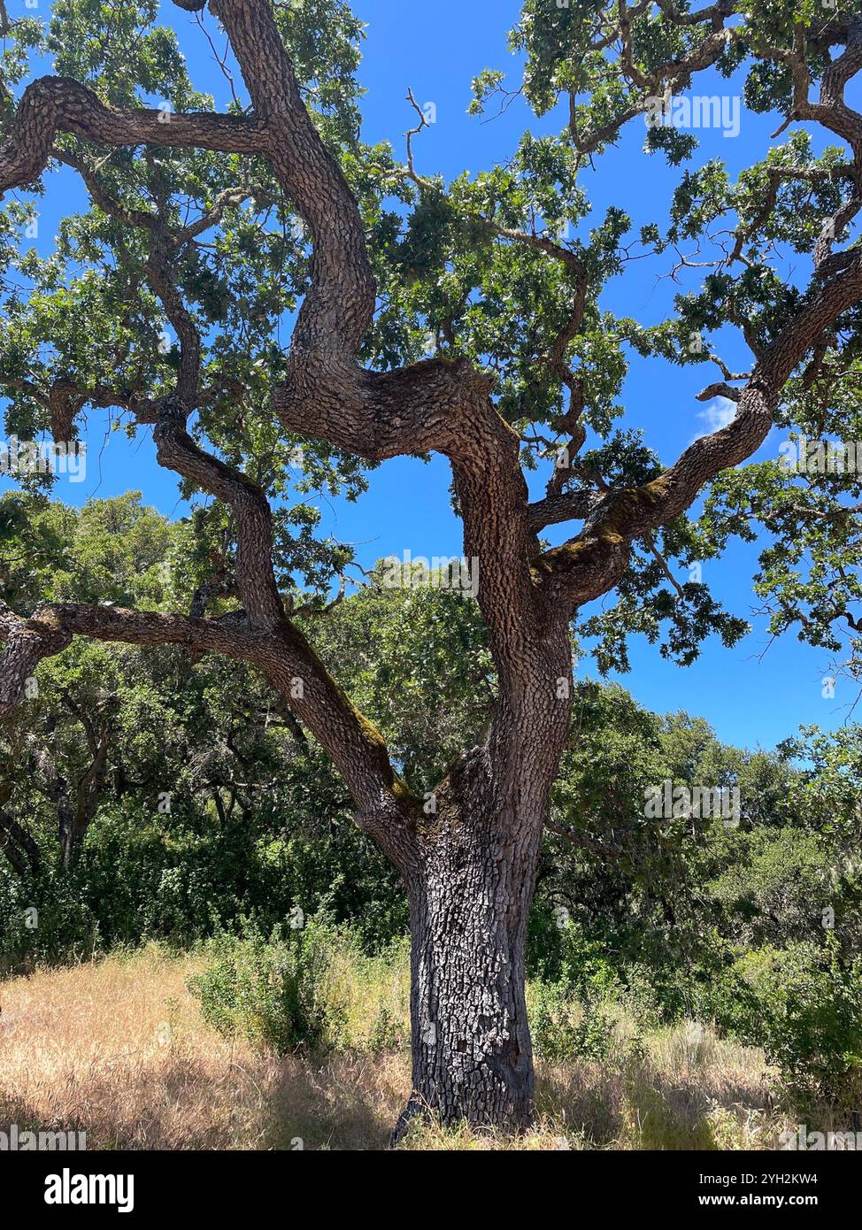 valley oak (Quercus lobata Stock Photo - Alamy