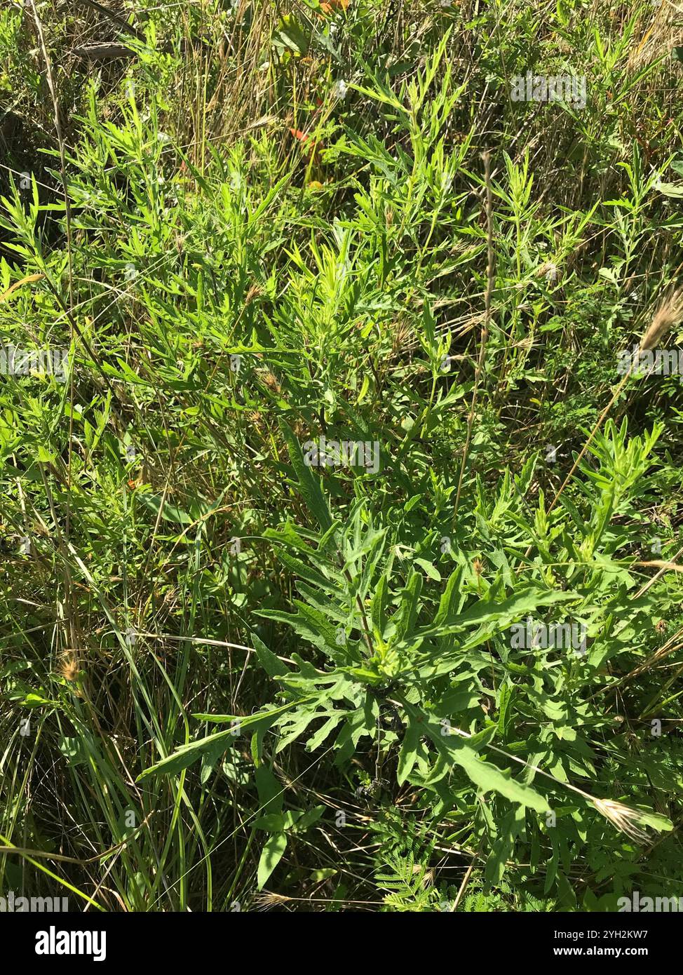 western ragweed (Ambrosia psilostachya Stock Photo - Alamy