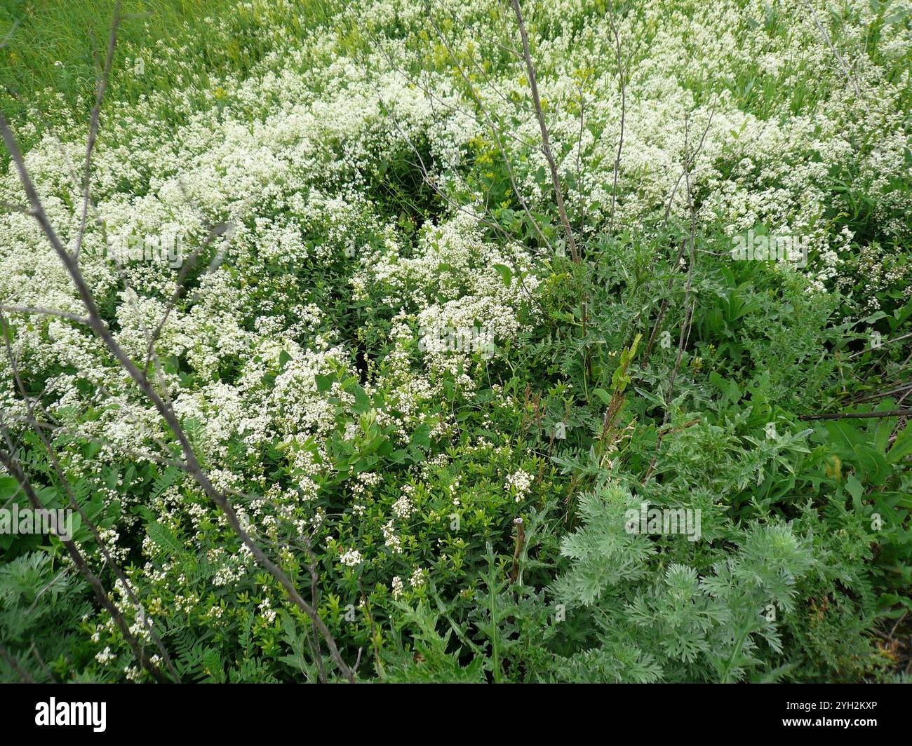 Northern Bedstraw (Galium boreale Stock Photo - Alamy