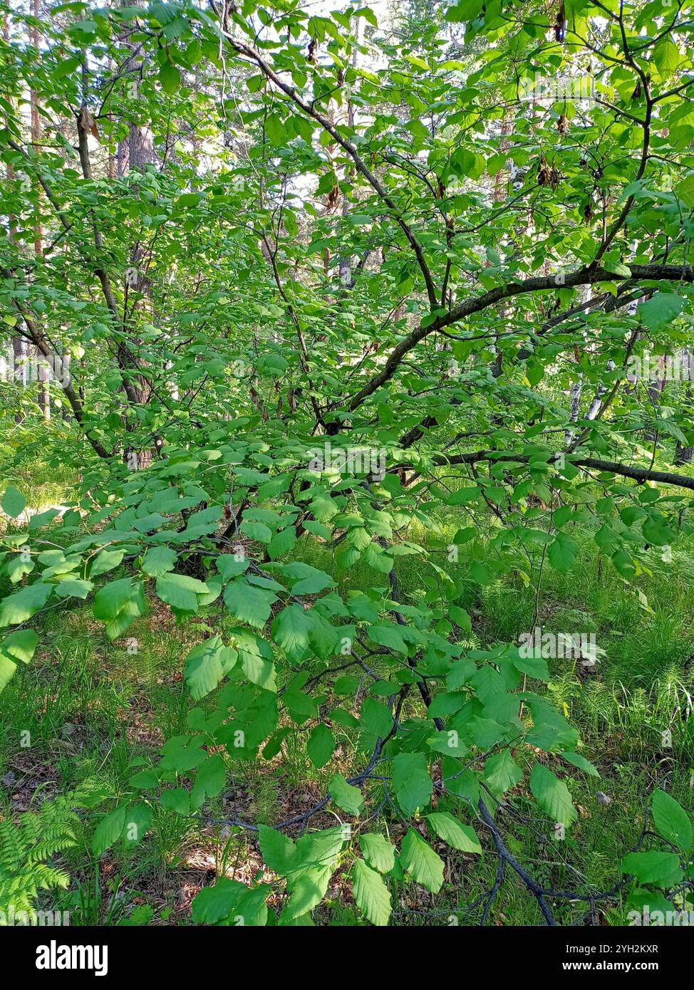 siberian alder (Alnus alnobetula fruticosa Stock Photo - Alamy