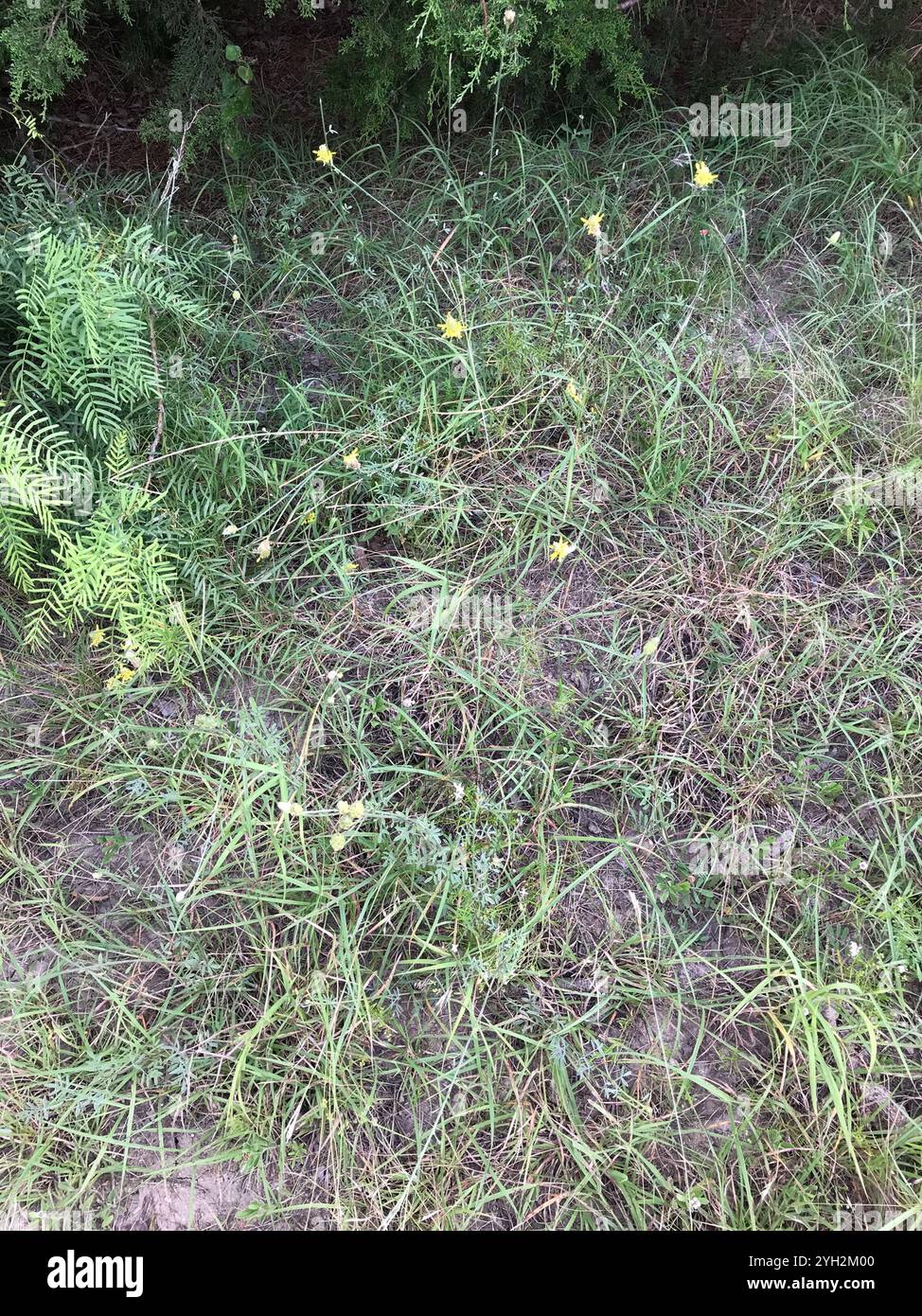 Dalea aurea hi-res stock photography and images - Alamy