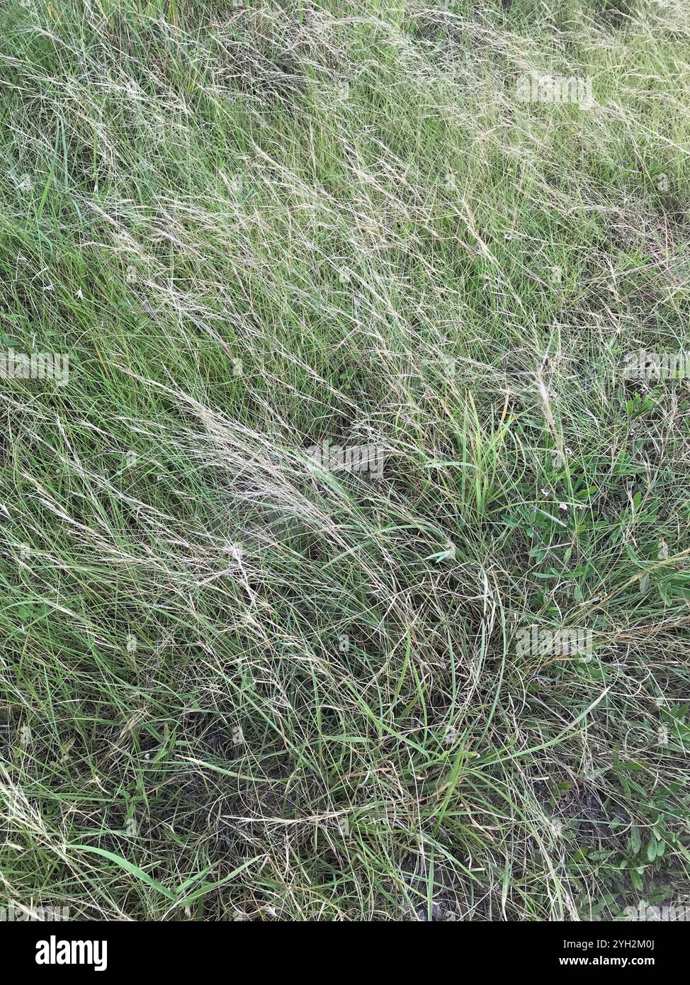 Purple Threeawn (Aristida purpurea Stock Photo - Alamy