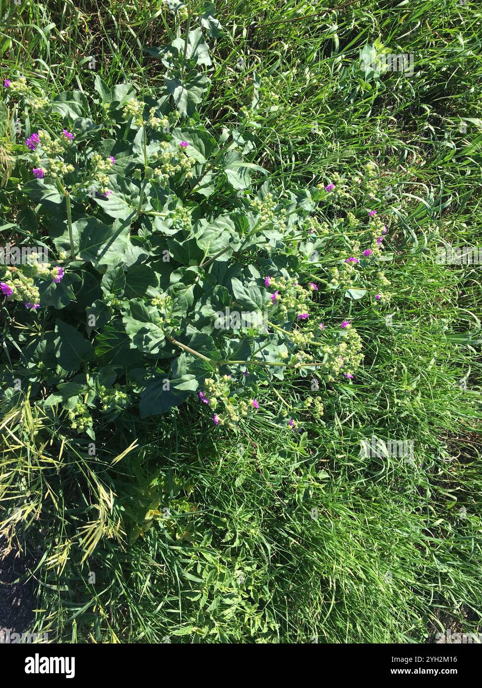 Wild Four o'Clock (Mirabilis nyctaginea Stock Photo - Alamy