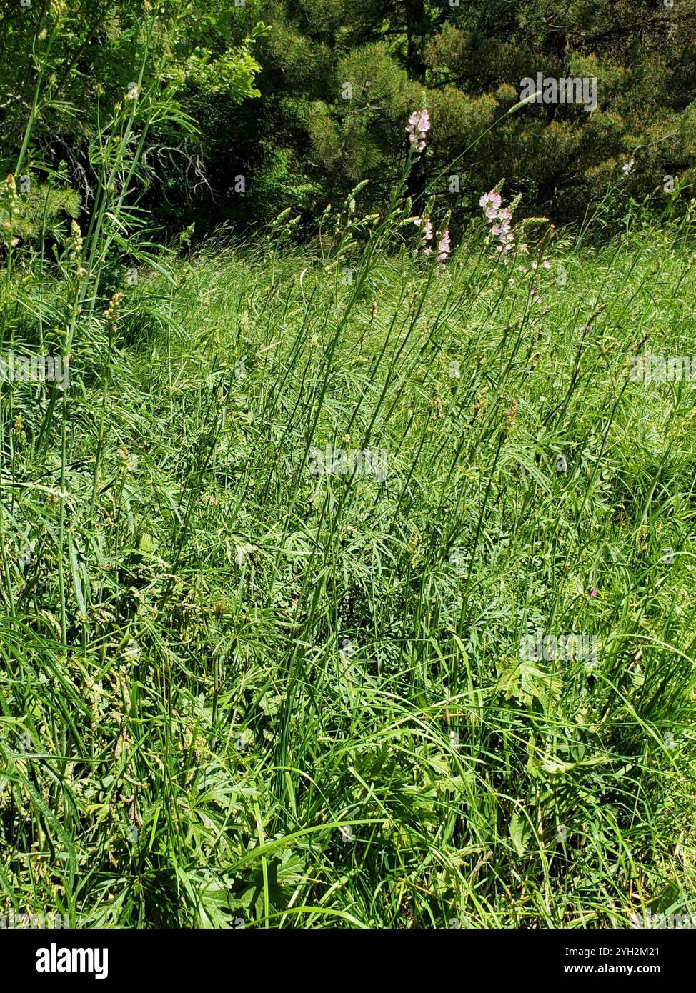 Meadow checker mallow hi-res stock photography and images - Alamy