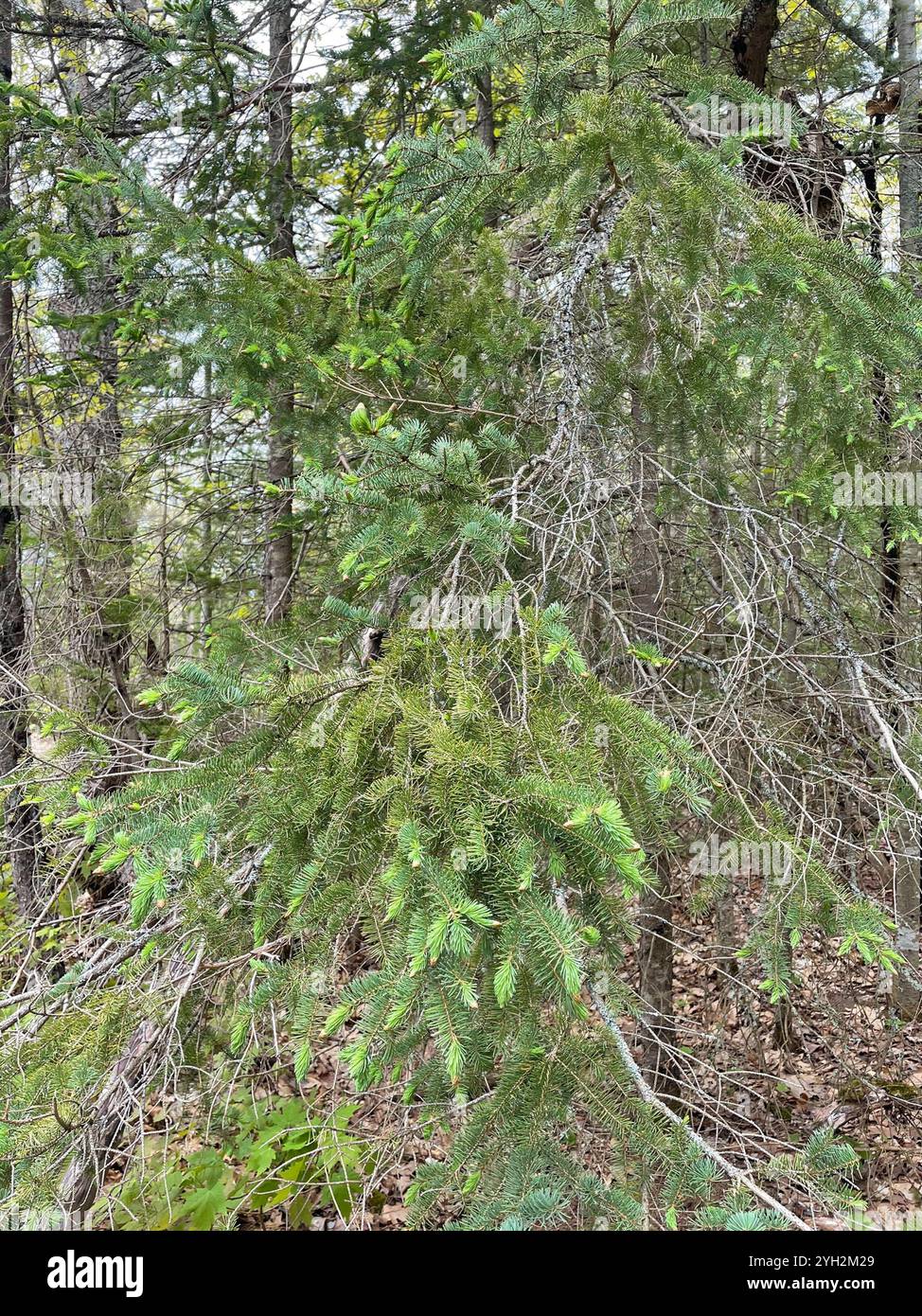 white spruce (Picea glauca Stock Photo - Alamy