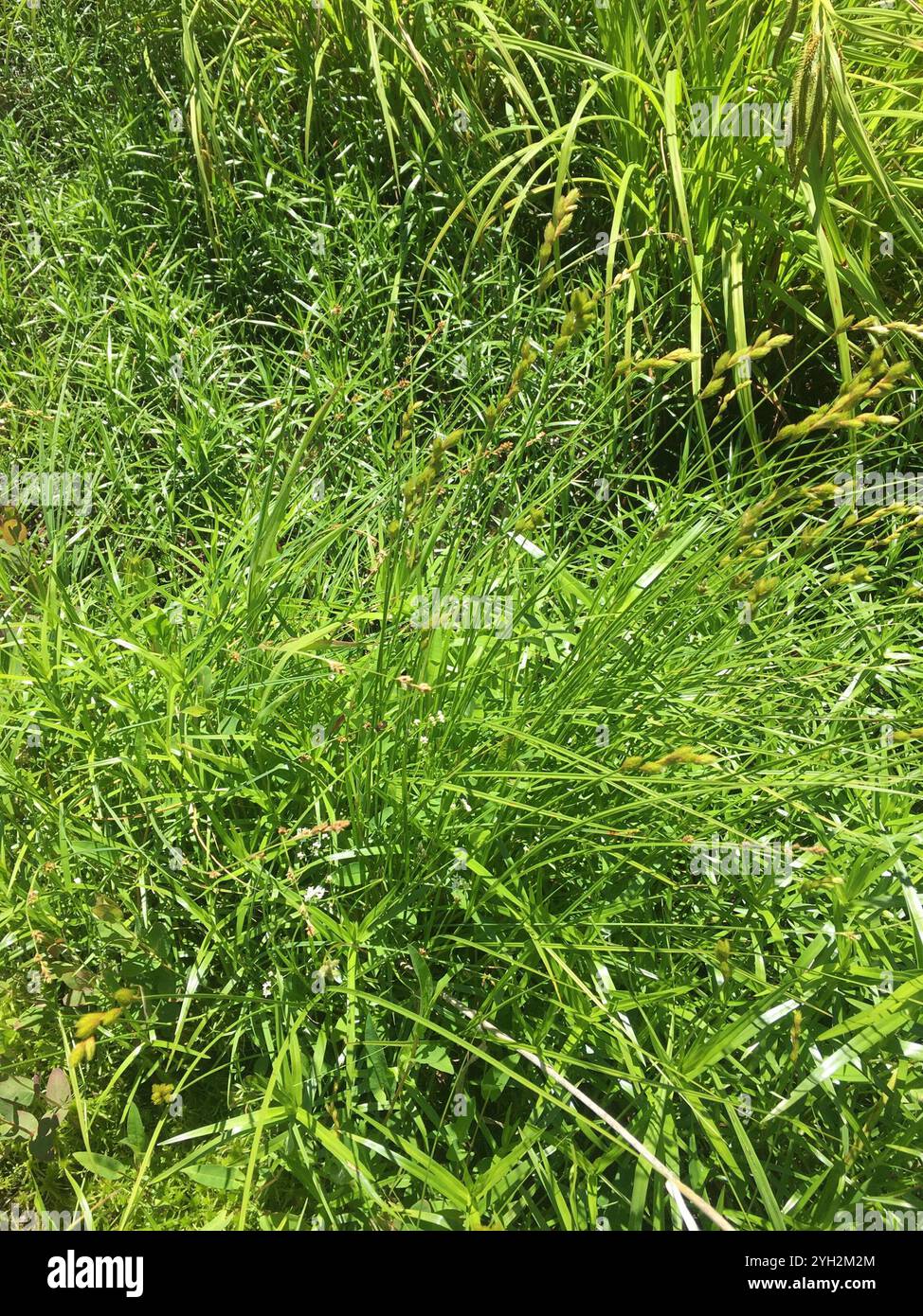 pointed broom sedge (Carex scoparia Stock Photo - Alamy