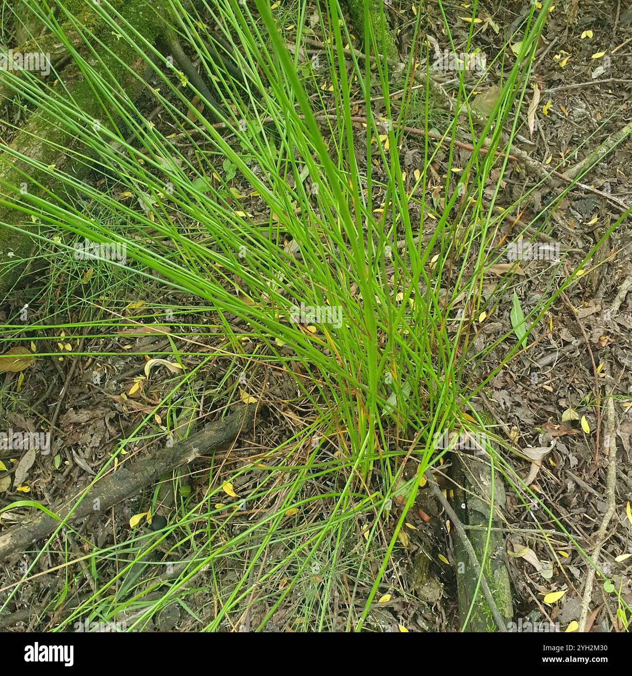 grasses, sedges, cattails, and allies (Poales Stock Photo - Alamy