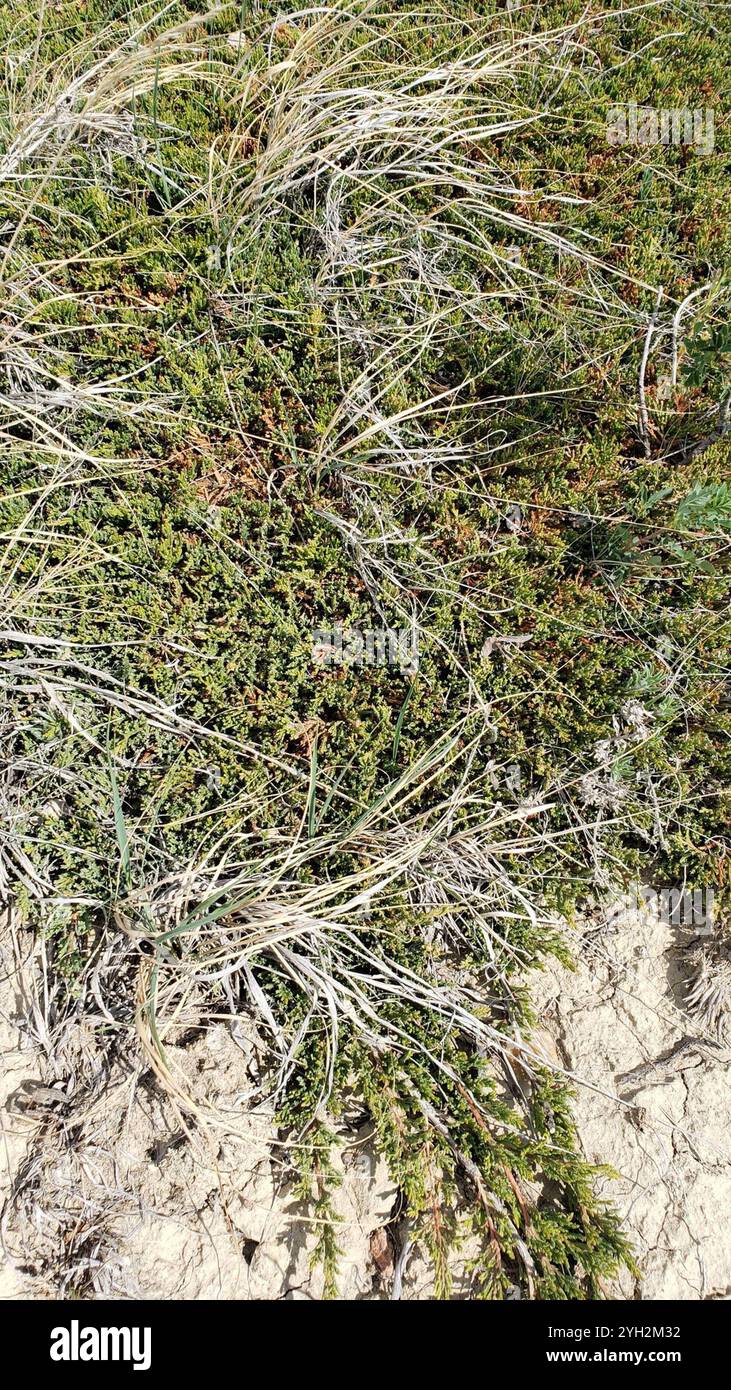 creeping juniper (Juniperus horizontalis Stock Photo - Alamy