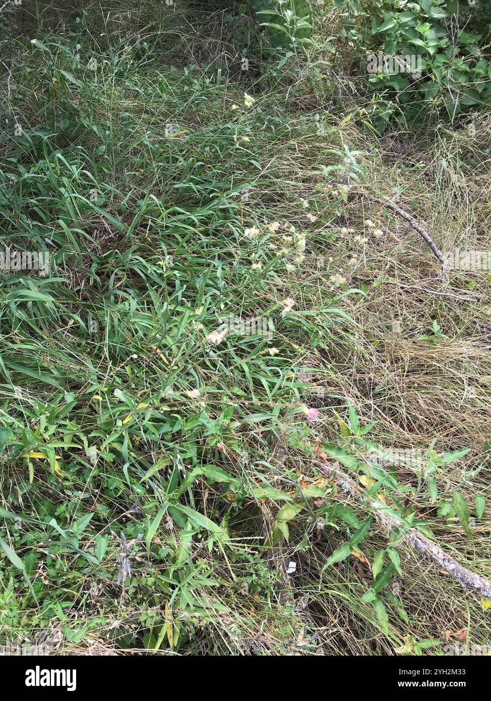 White Four o'Clock (Mirabilis albida Stock Photo - Alamy