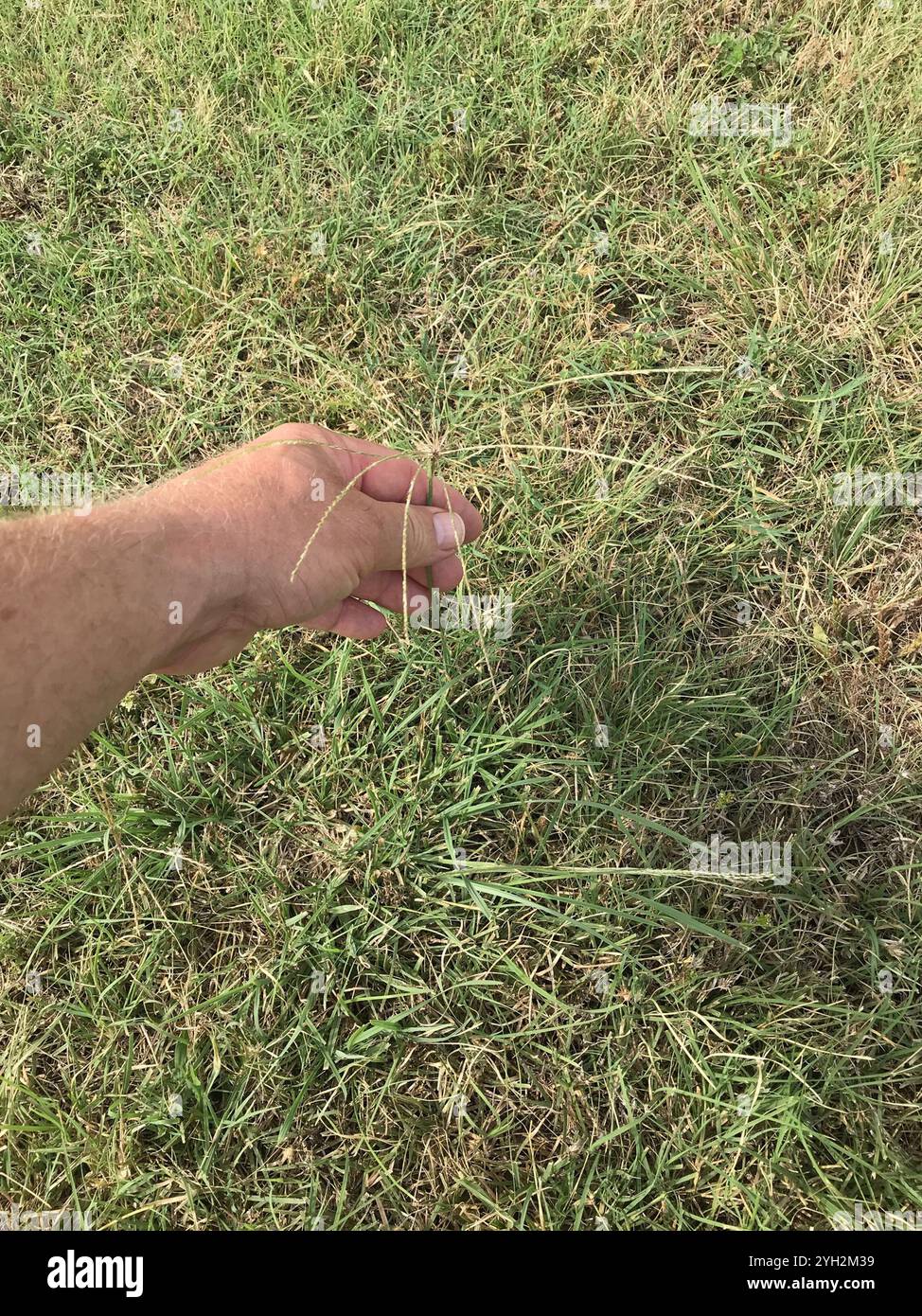 Slimspike Windmill Grass (Chloris andropogonoides Stock Photo - Alamy