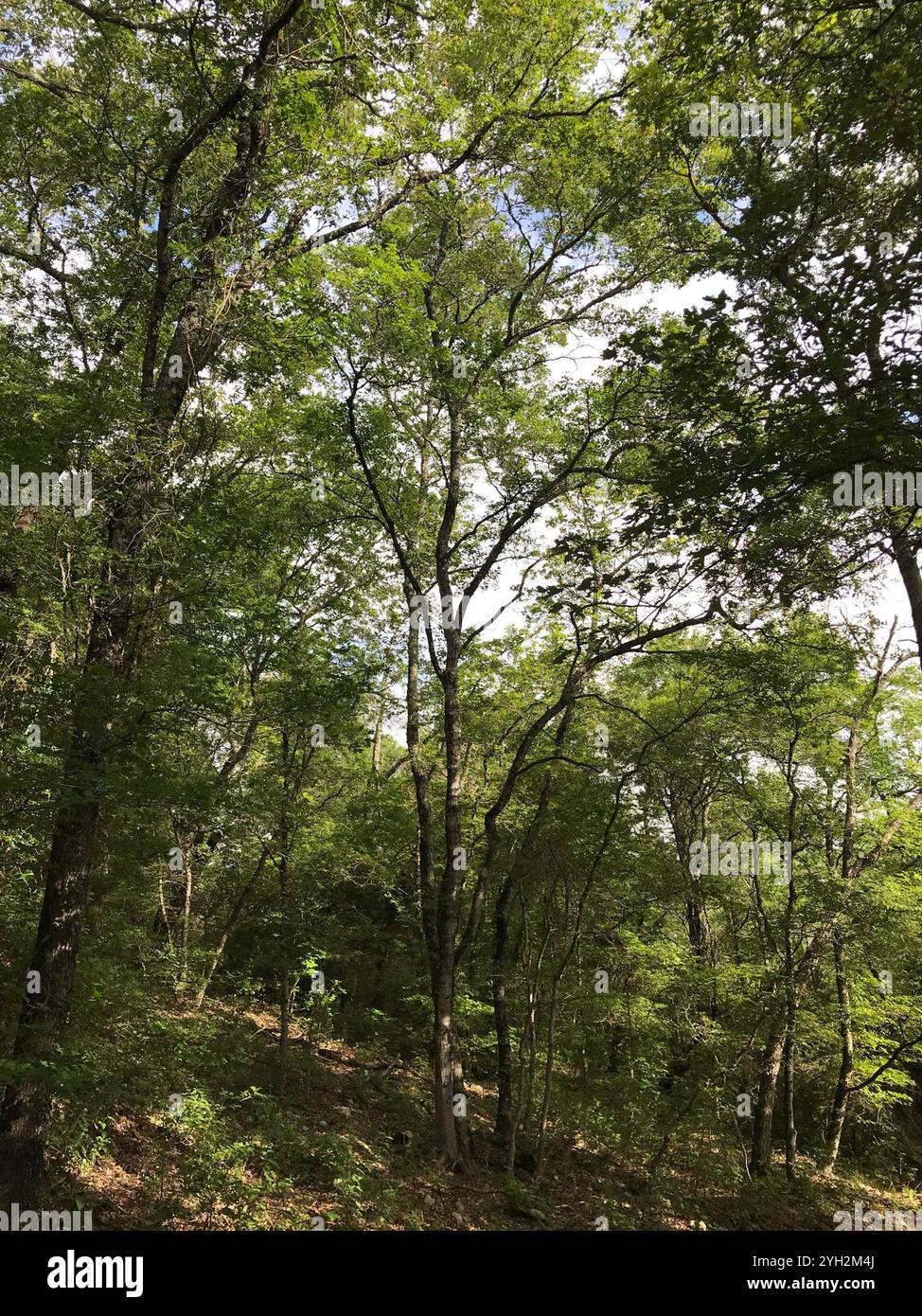 bigtooth maple (Acer grandidentatum Stock Photo - Alamy