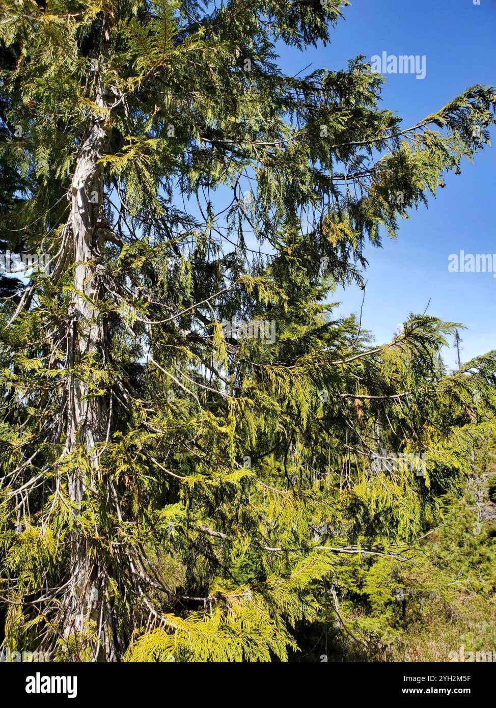 Alaska yellow cedar (Callitropsis nootkatensis Stock Photo - Alamy