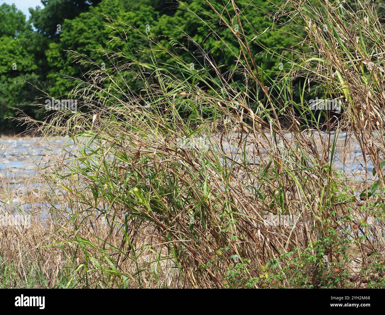 Wild Sorghum (Sorghum bicolor verticilliflorum Stock Photo - Alamy