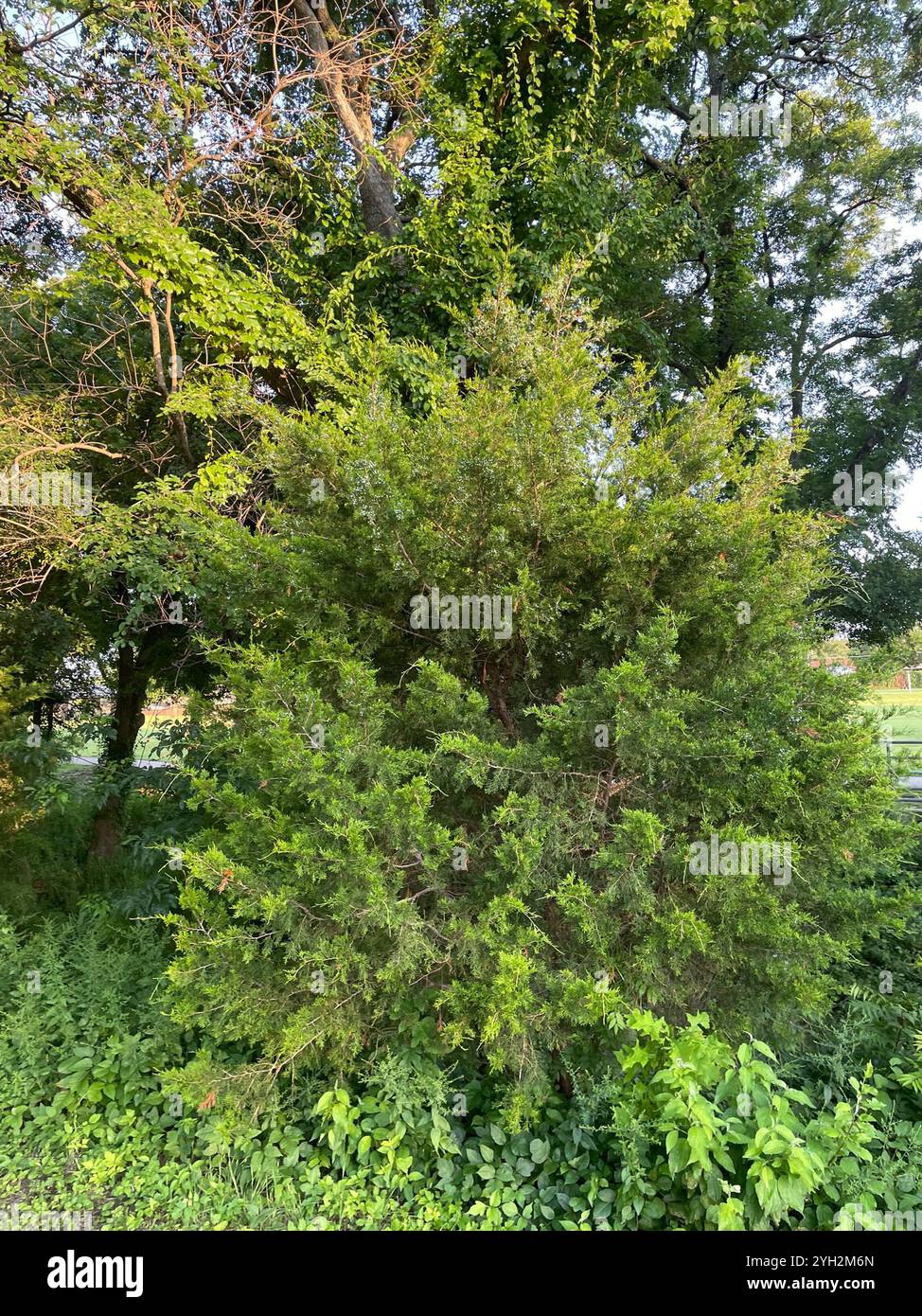 eastern redcedar (Juniperus virginiana Stock Photo - Alamy