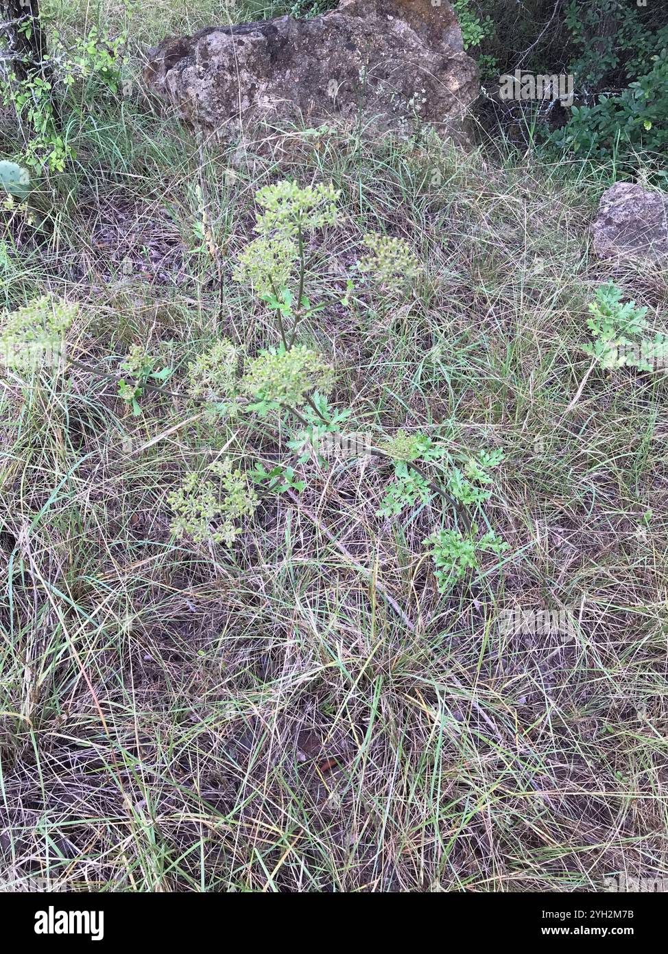 Texas Prairie Parsley (Polytaenia texana Stock Photo - Alamy