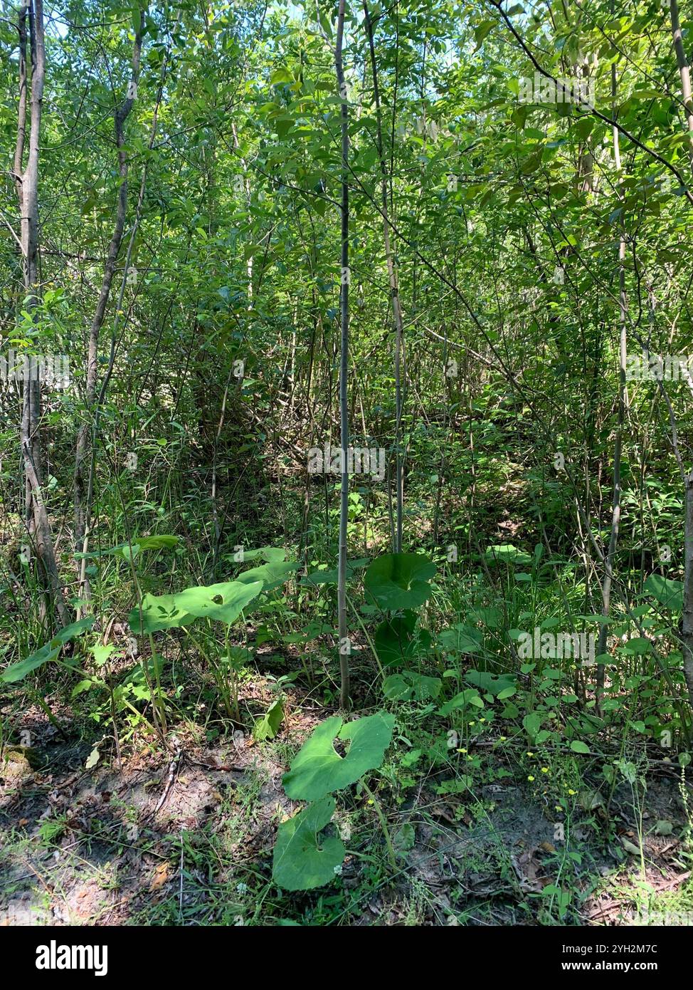 (Petasites japonicus japonicus Stock Photo - Alamy