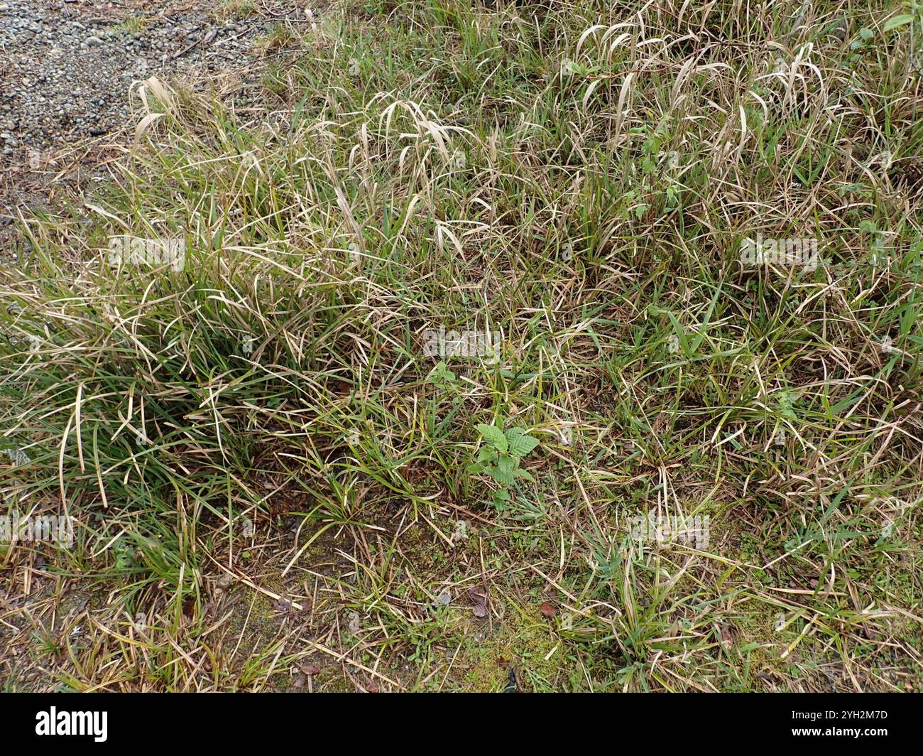 Red Alder (Alnus rubra Stock Photo - Alamy