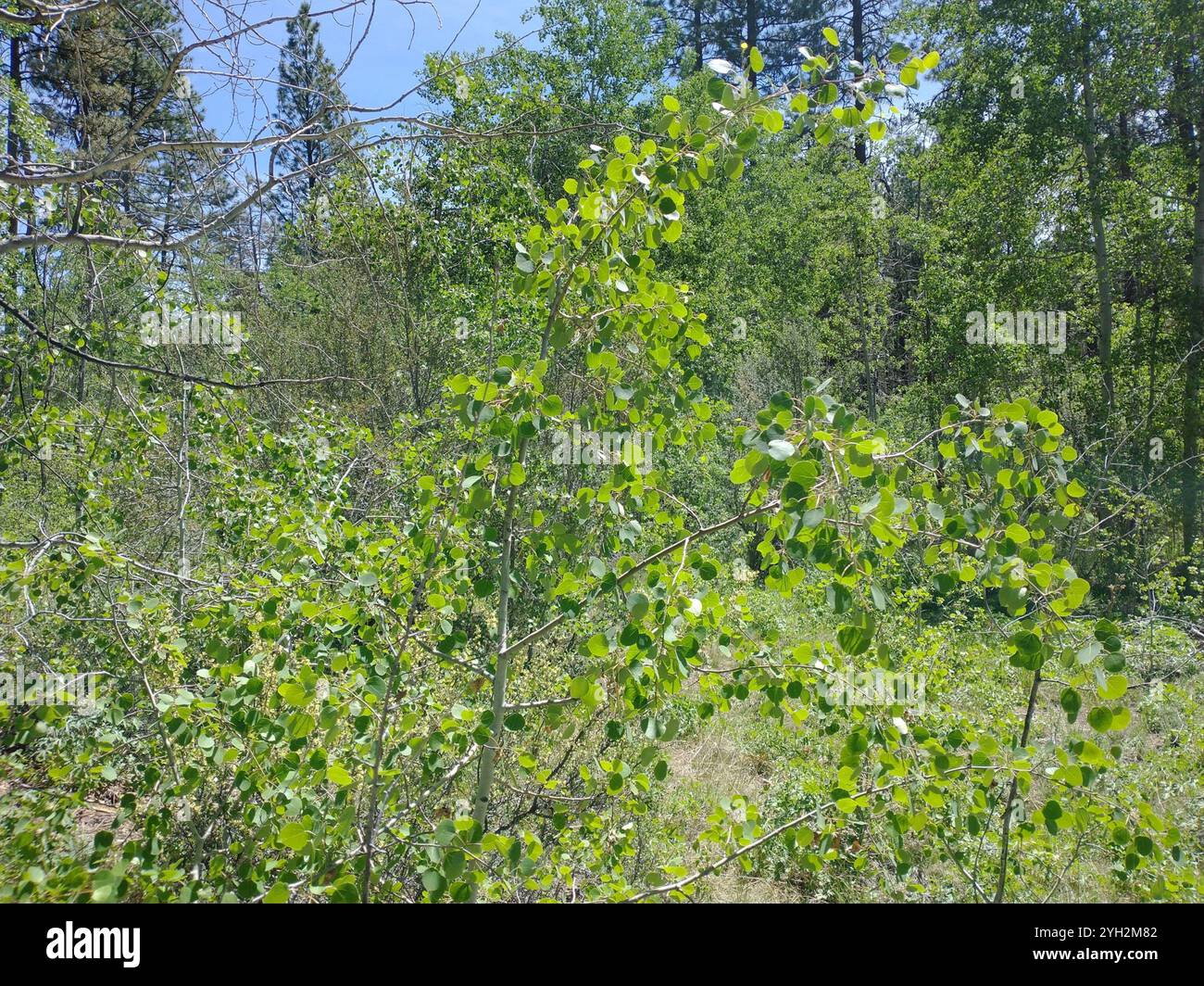trembling aspen (Populus tremuloides Stock Photo - Alamy
