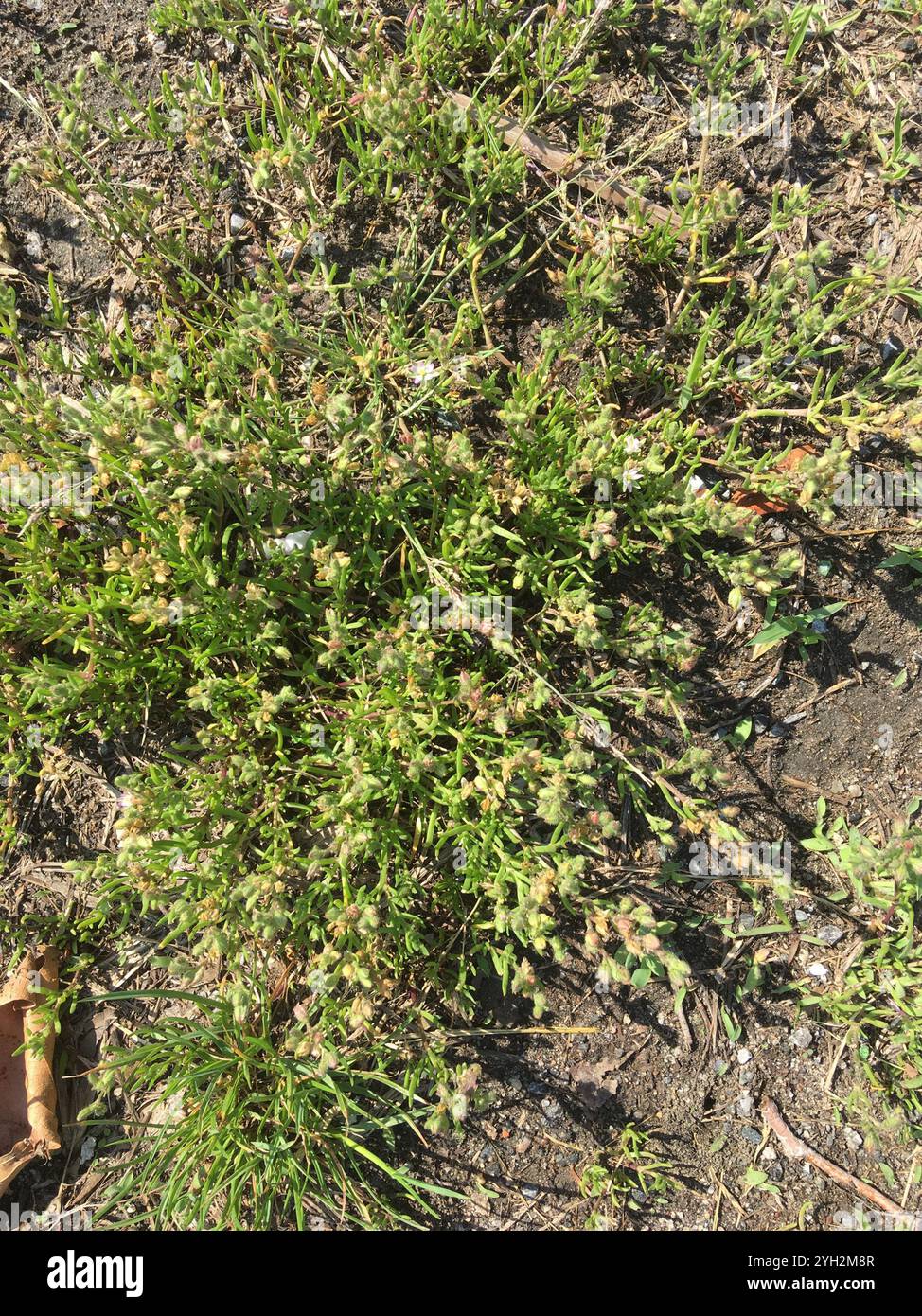 Saltmarsh Sand Spurry (Spergularia marina Stock Photo - Alamy