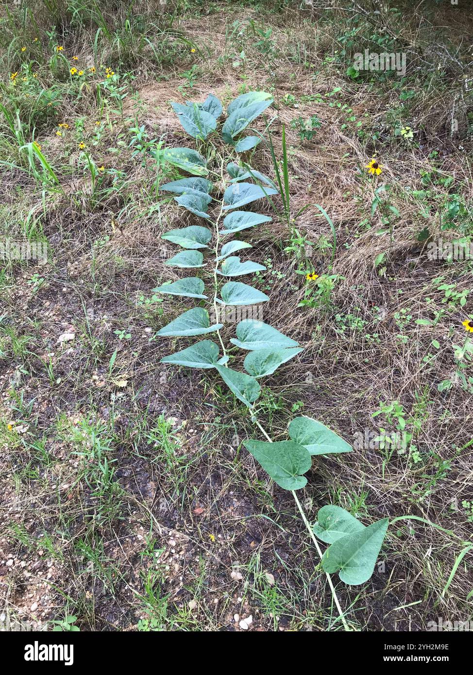 Buffalo Gourd (Cucurbita foetidissima Stock Photo - Alamy