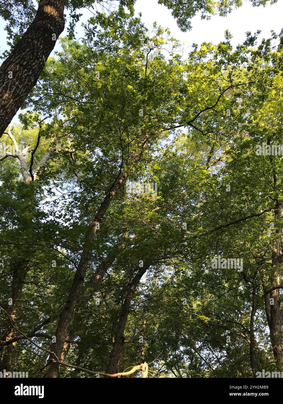 bigtooth maple (Acer grandidentatum Stock Photo - Alamy