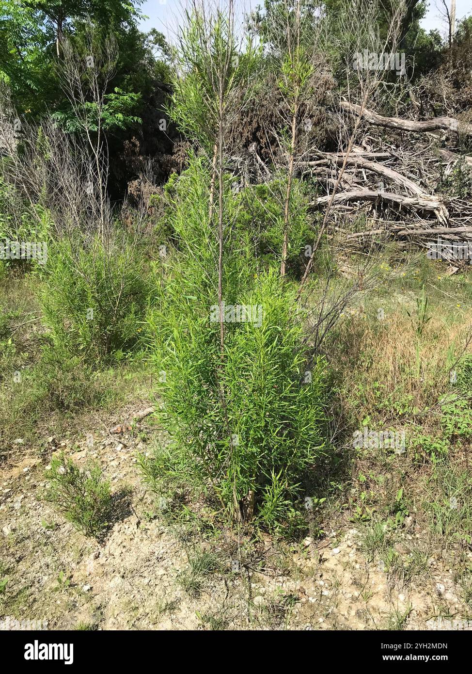 Baccharis neglecta hi-res stock photography and images - Alamy