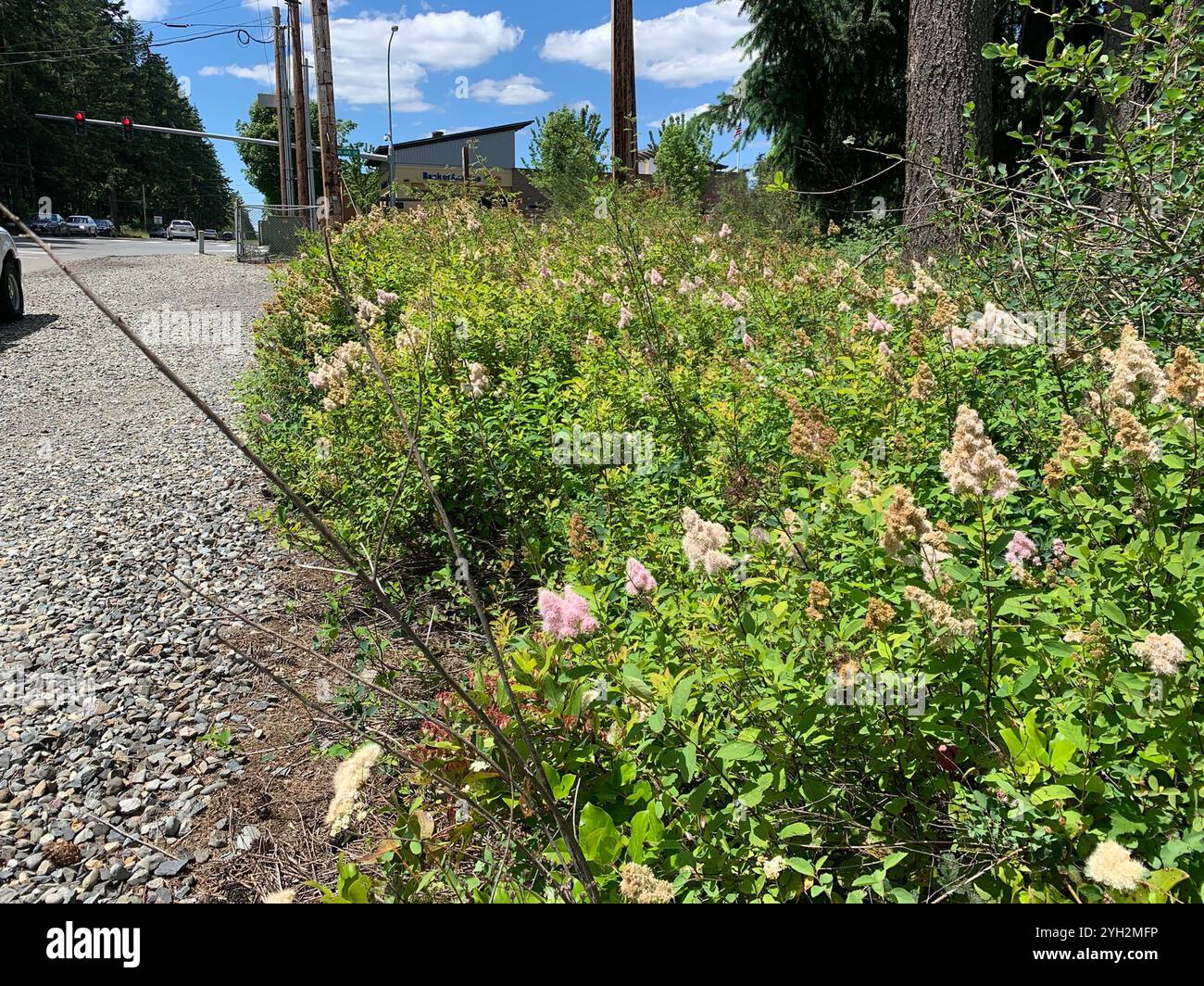 Pyramidal Spirea (Spiraea × pyramidata Stock Photo - Alamy