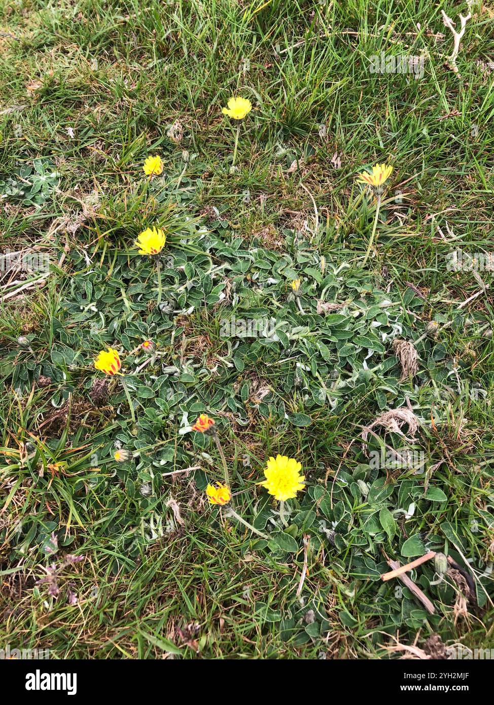 mouse-eared hawkweed (Pilosella officinarum Stock Photo - Alamy